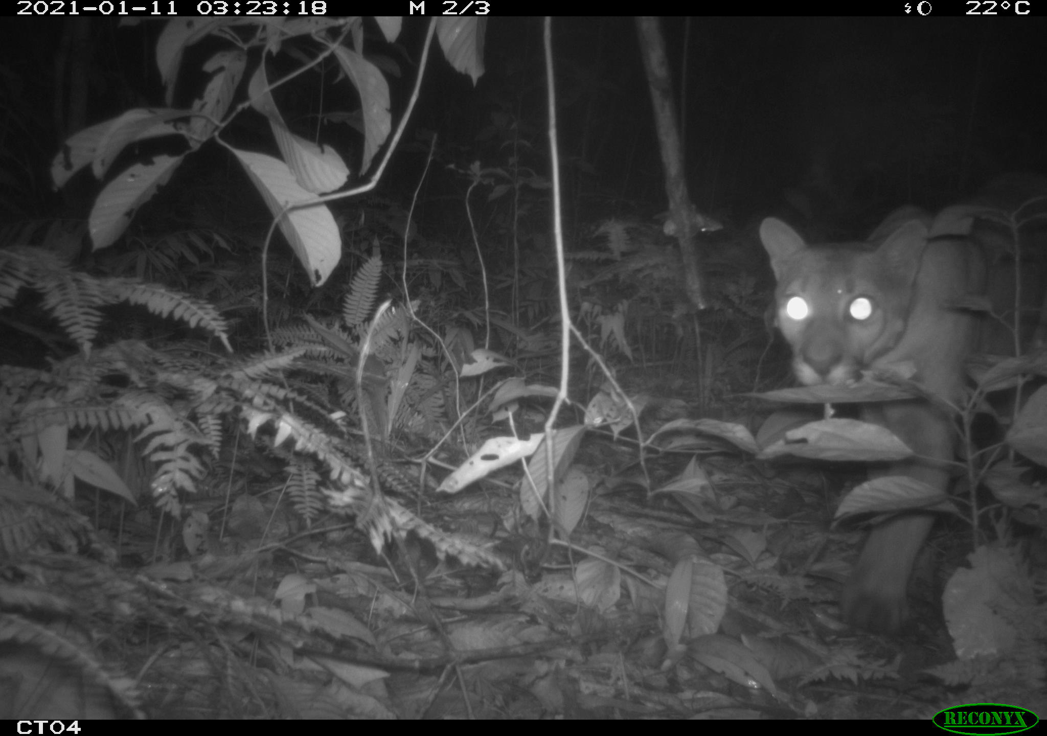 Natural Reserve in Magdalena Medio, Colombia – Mammal Watching