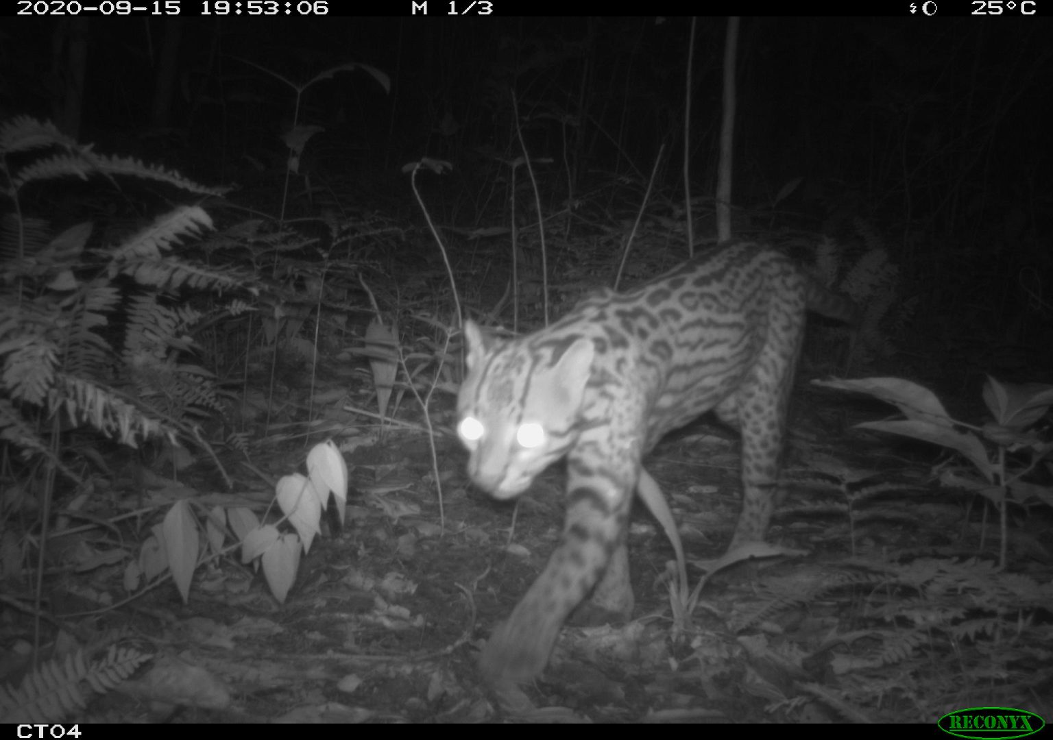 Natural Reserve in Magdalena Medio, Colombia – Mammal Watching