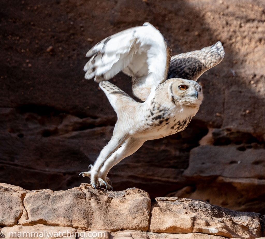 Chad: Ennedi, Ouadi-Rimé & Zakouma, 2023 – Mammal Watching