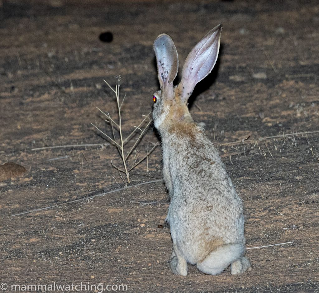 Chad: Ennedi, Ouadi-Rimé & Zakouma, 2023 – Mammal Watching
