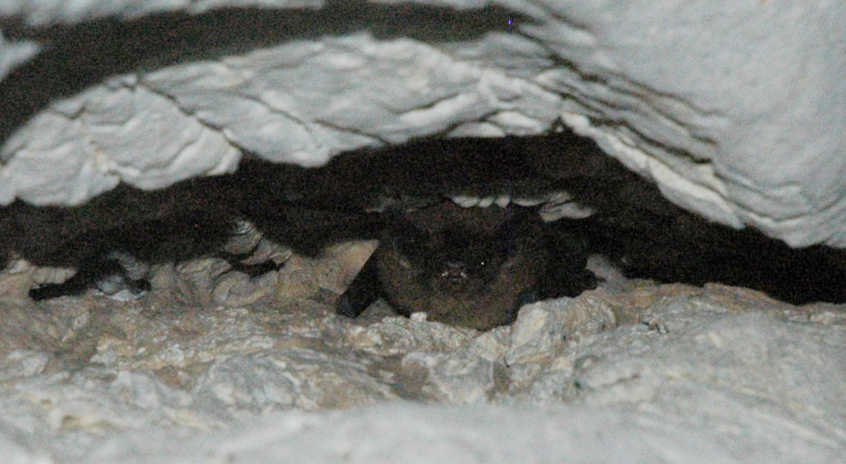 ID help – bats in the Dominican Republic – Mammal Watching