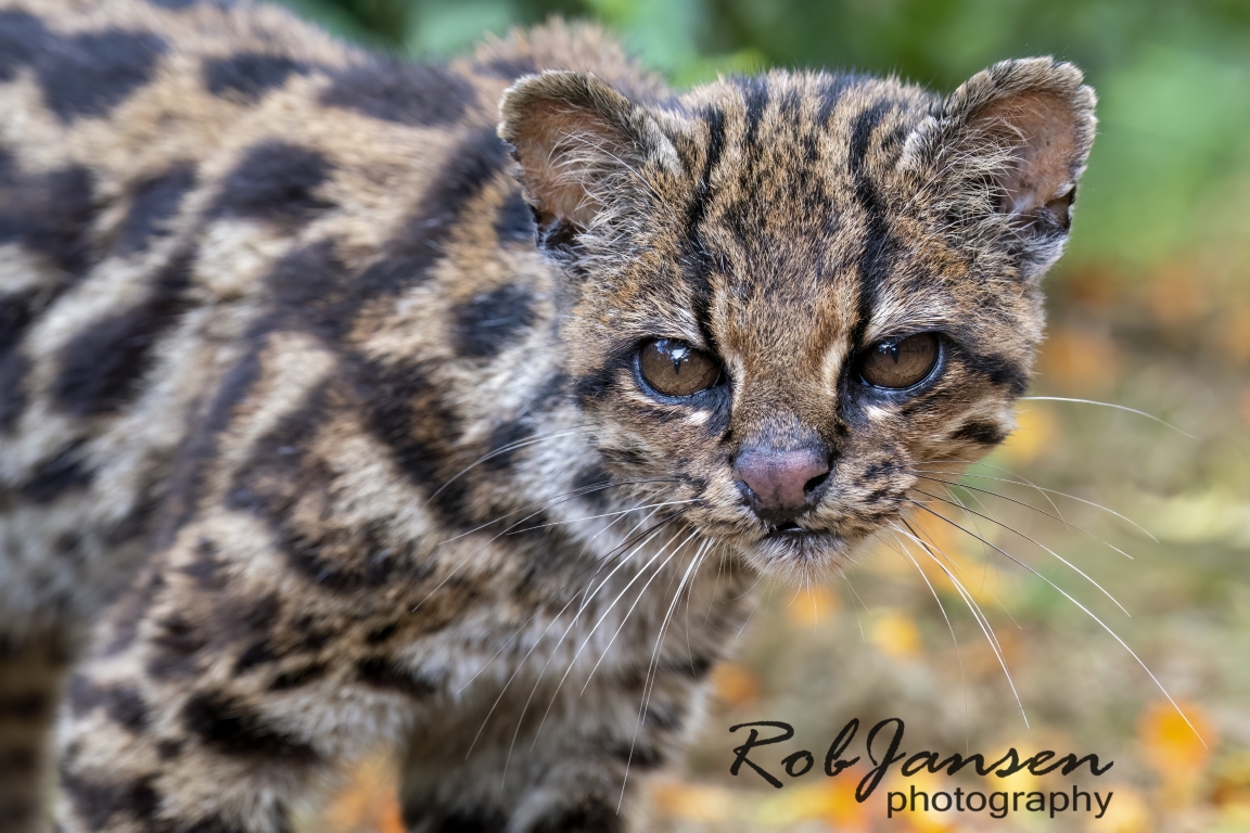 Northern Oncilla – Mammal Watching