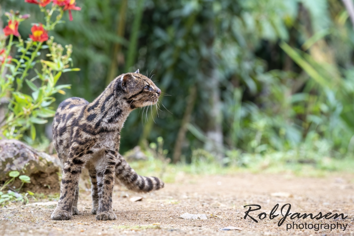 Northern Oncilla – Mammal Watching