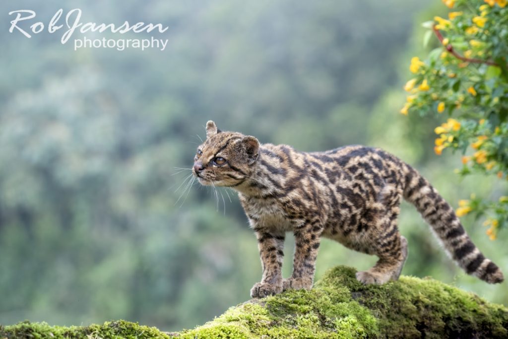 Northern Oncilla – Mammal Watching