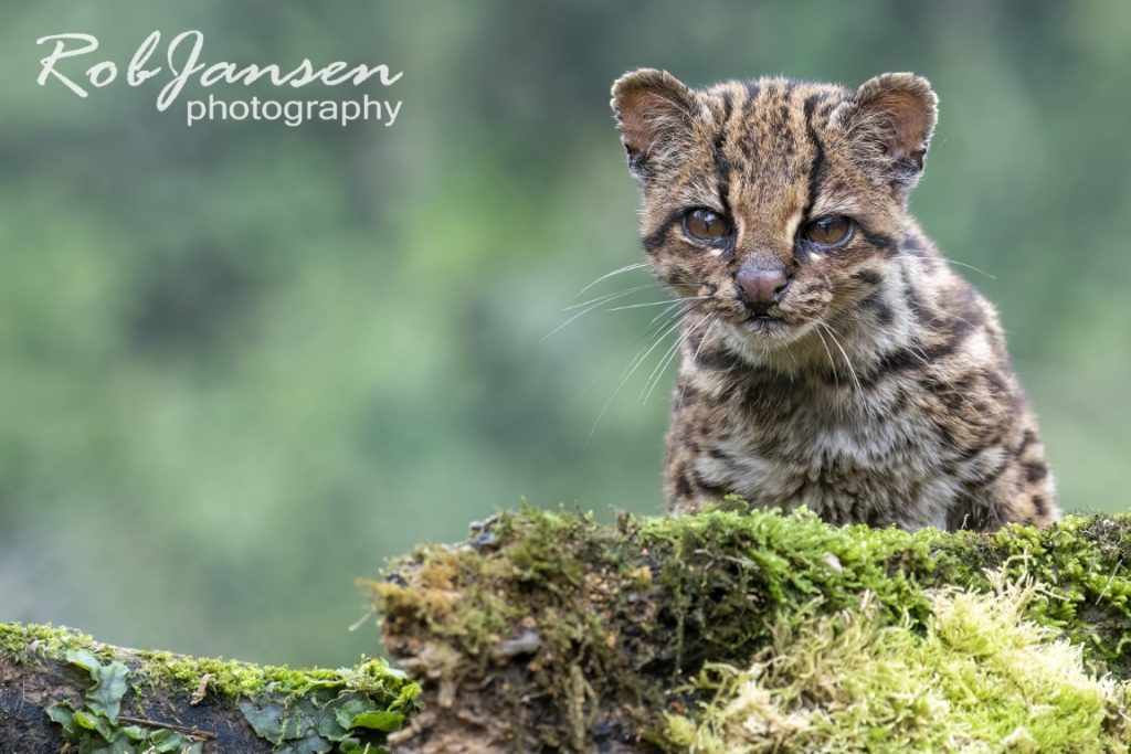 Northern Oncilla – Mammal Watching