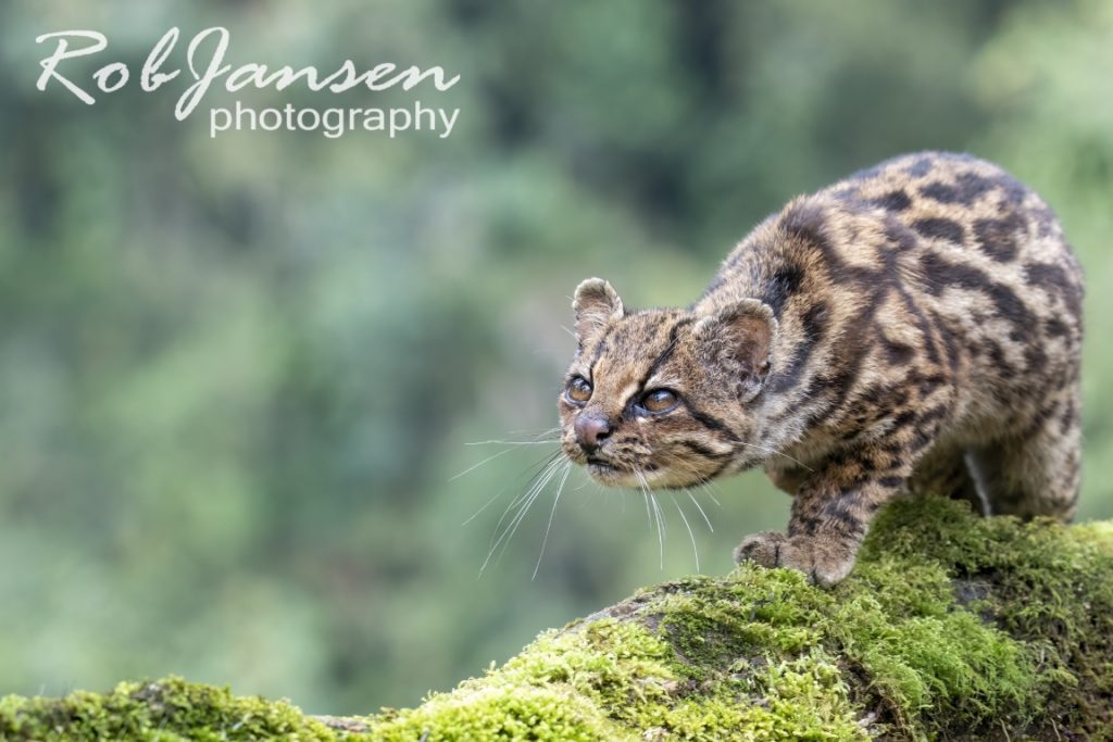 Northern Oncilla – Mammal Watching
