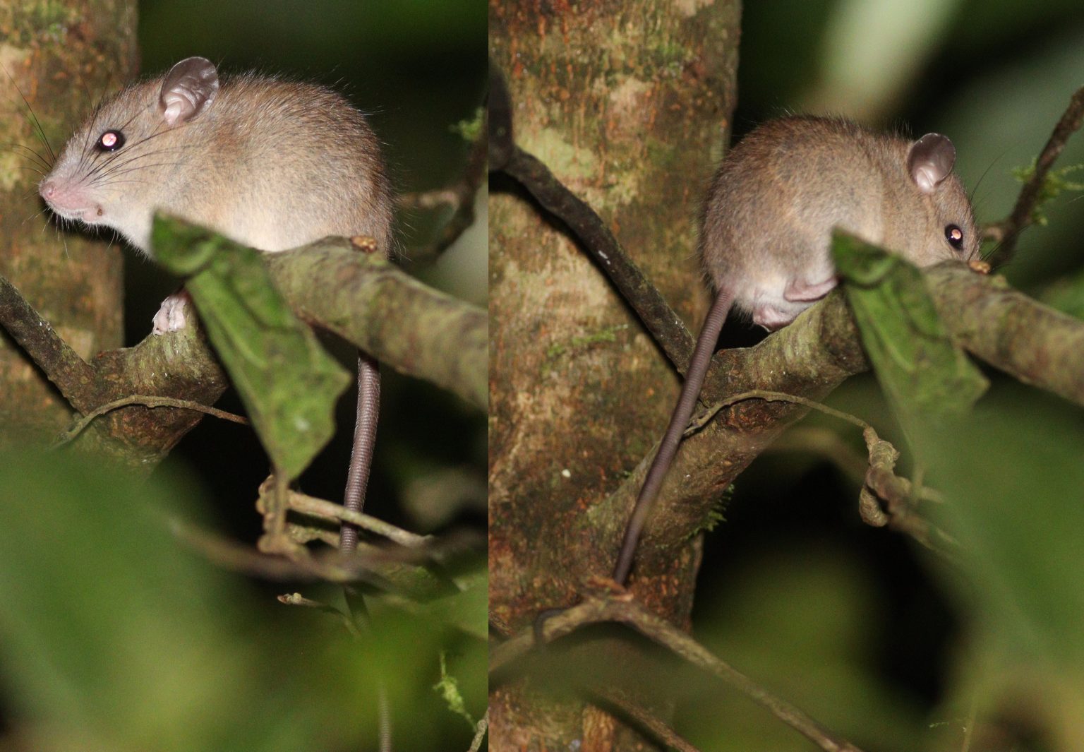 Bali/Lombok rodent IDs – Mammal Watching