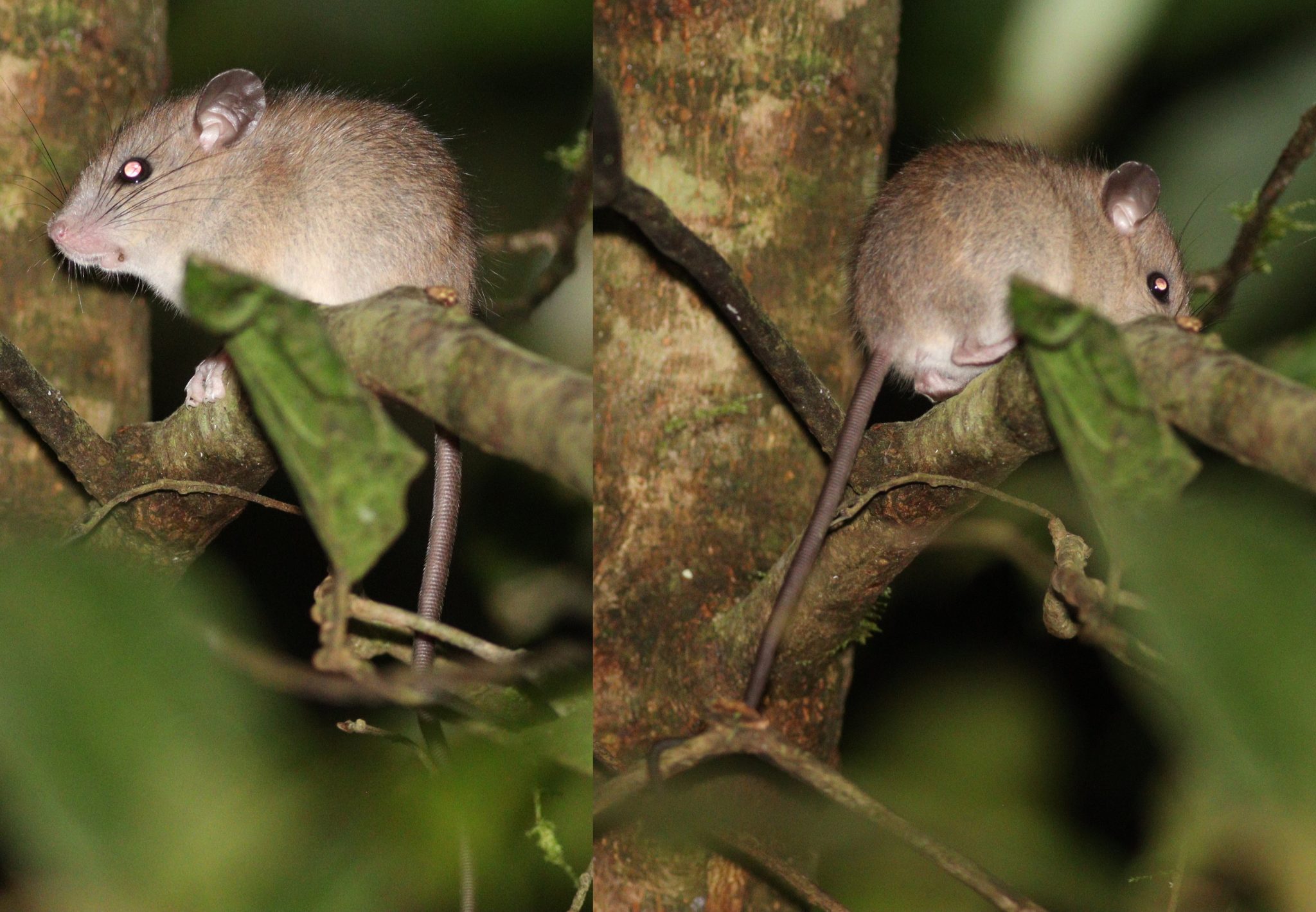 Bali/Lombok rodent IDs – Mammal Watching