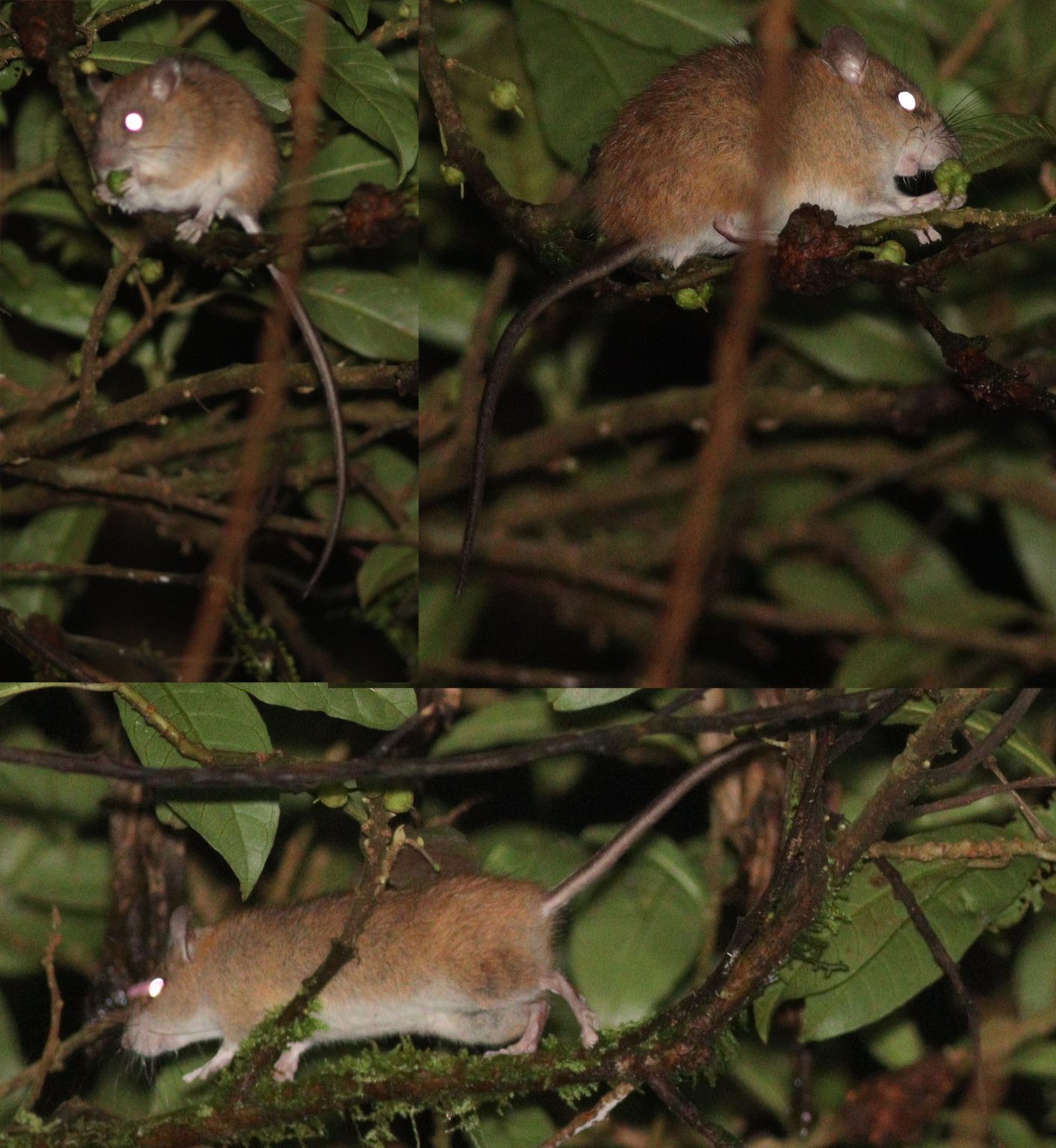 Bali/Lombok rodent IDs – Mammal Watching