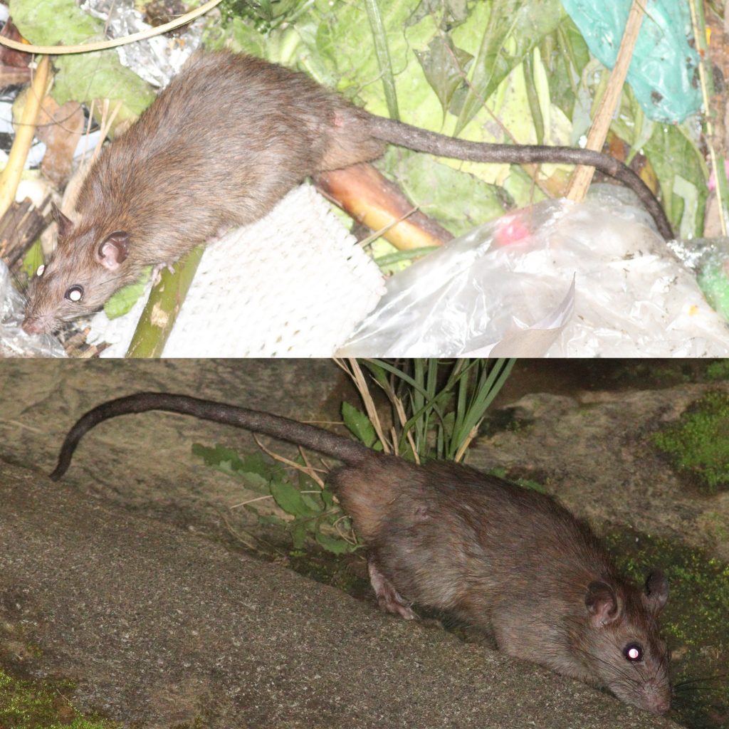 Bali/Lombok rodent IDs – Mammal Watching