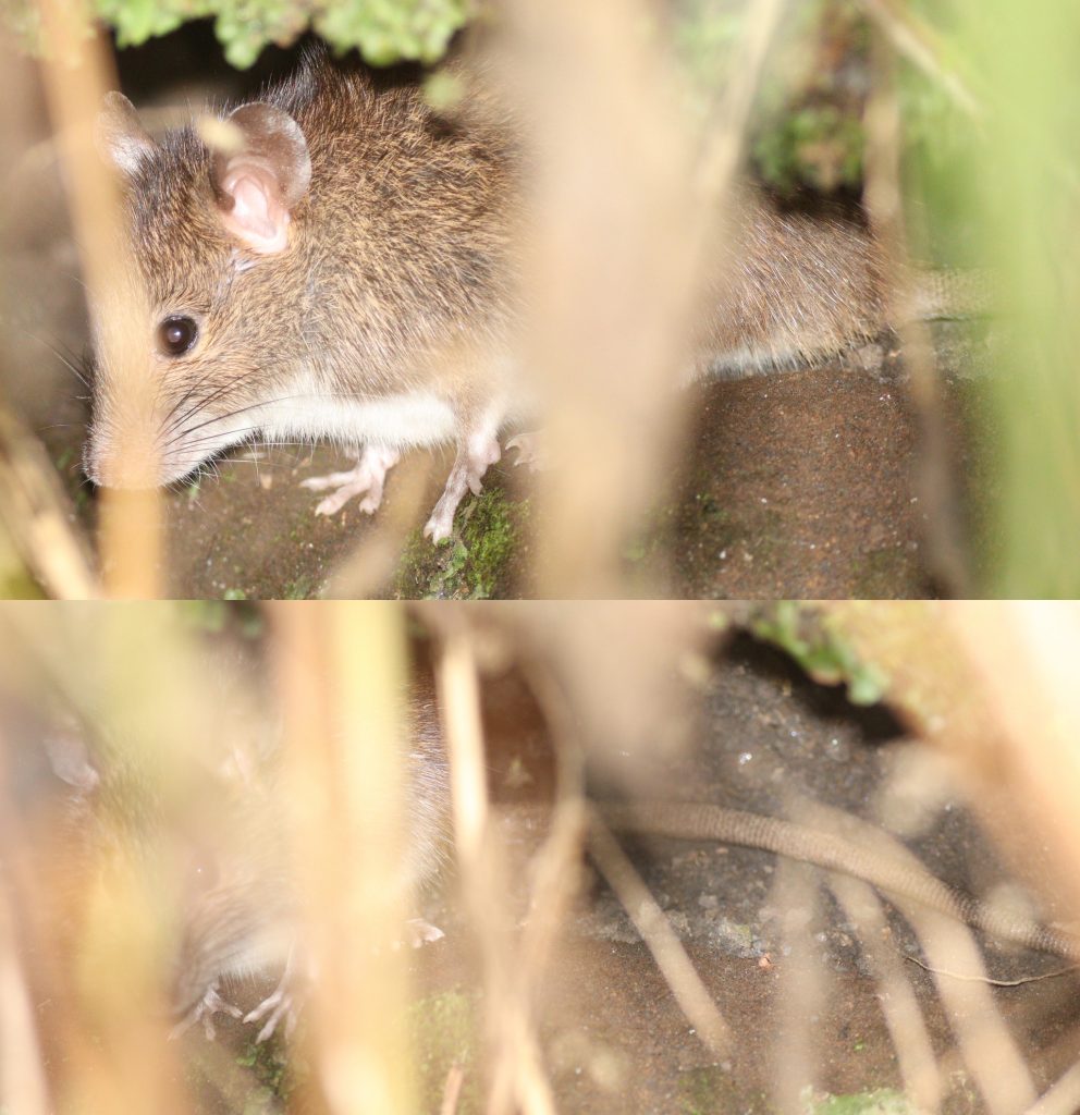 Bali/Lombok rodent IDs – Mammal Watching