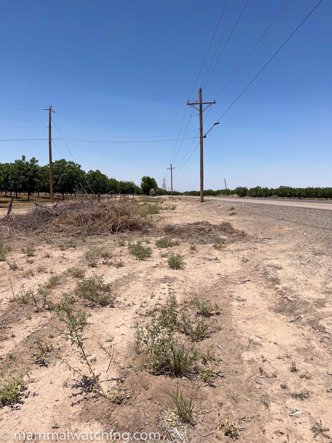 SW Texas Gopher-thon, 2023 – Mammal Watching
