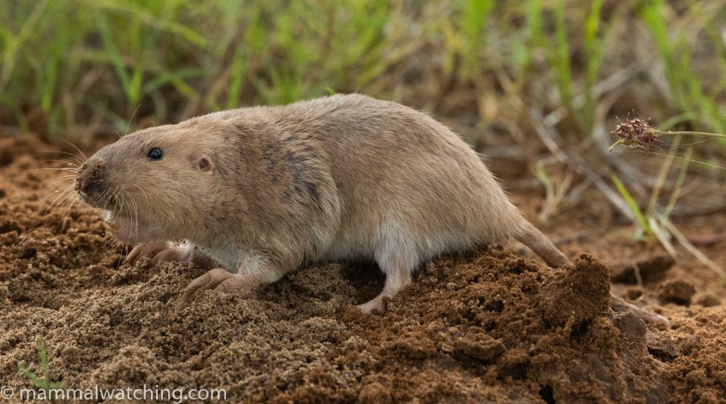 SW Texas Gopher-thon, 2023 – Mammal Watching