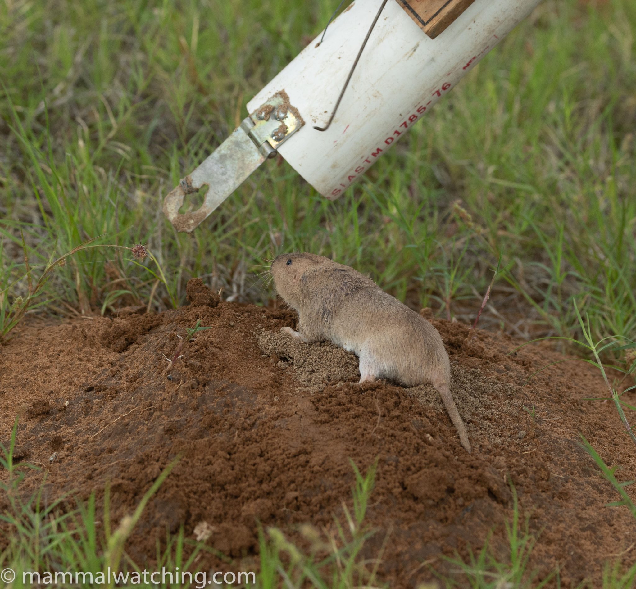 SW Texas Gopher-thon, 2023 – Mammal Watching