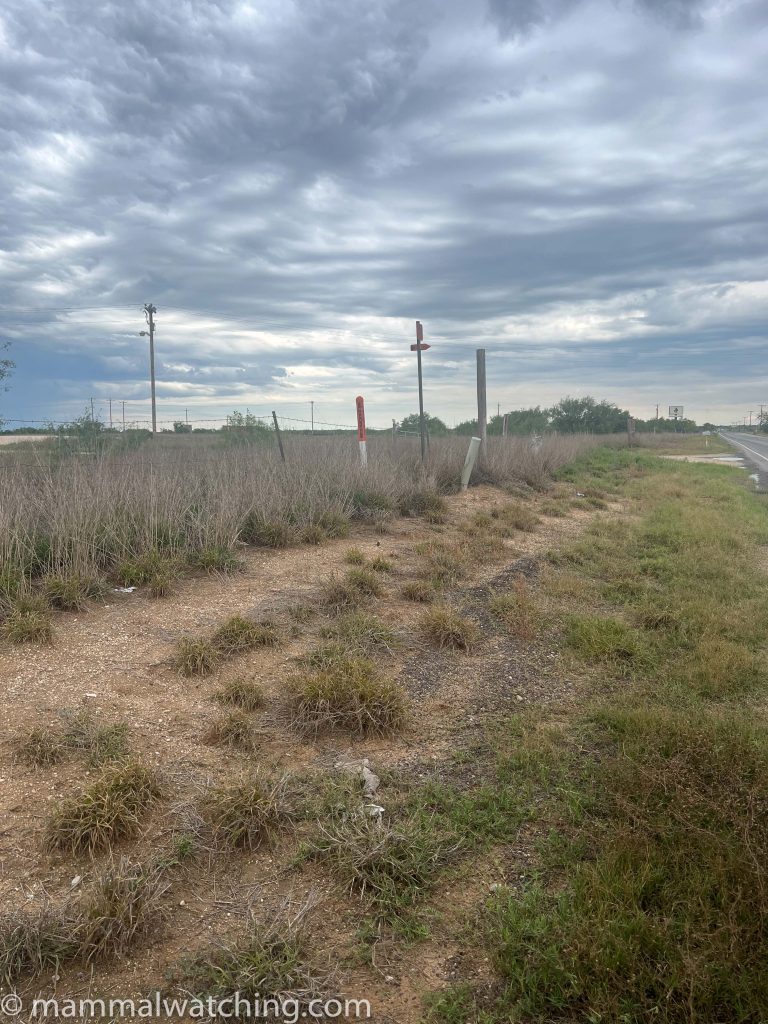 SW Texas Gopher-thon, 2023 – Mammal Watching