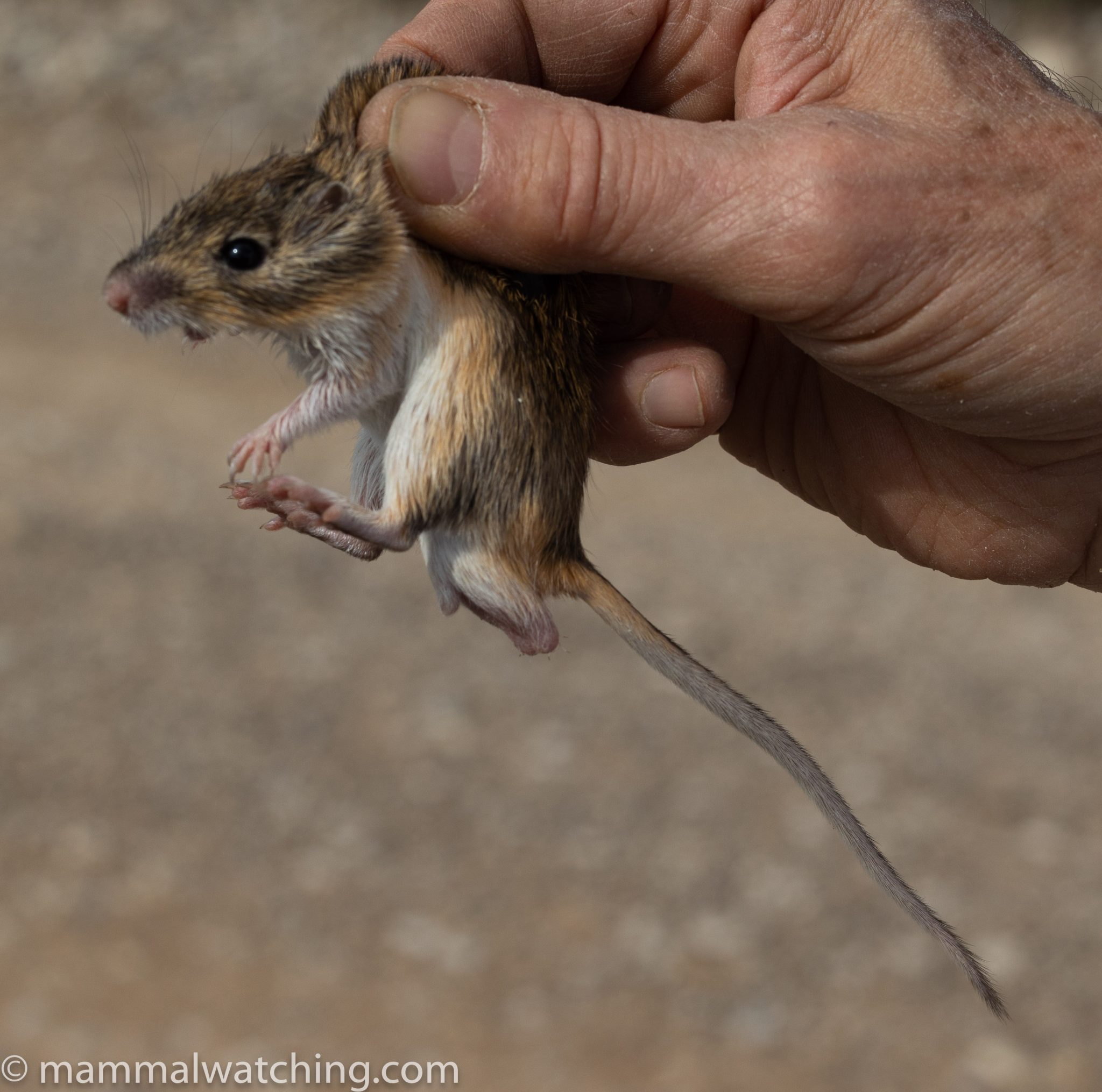 SW Texas Gopher-thon, 2023 – Mammal Watching