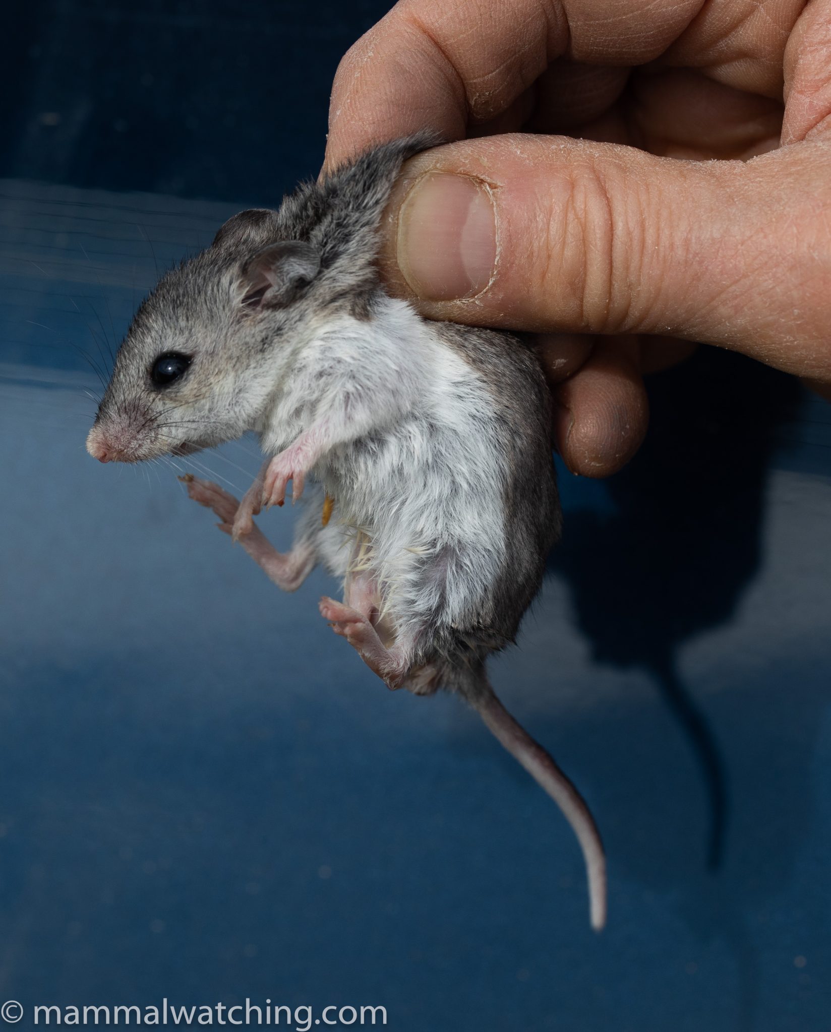 Texas – Mammal Watching