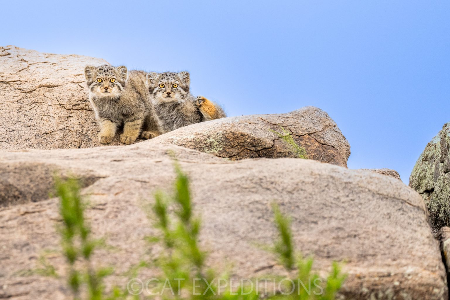 Cat Expeditions – Mammal Watching