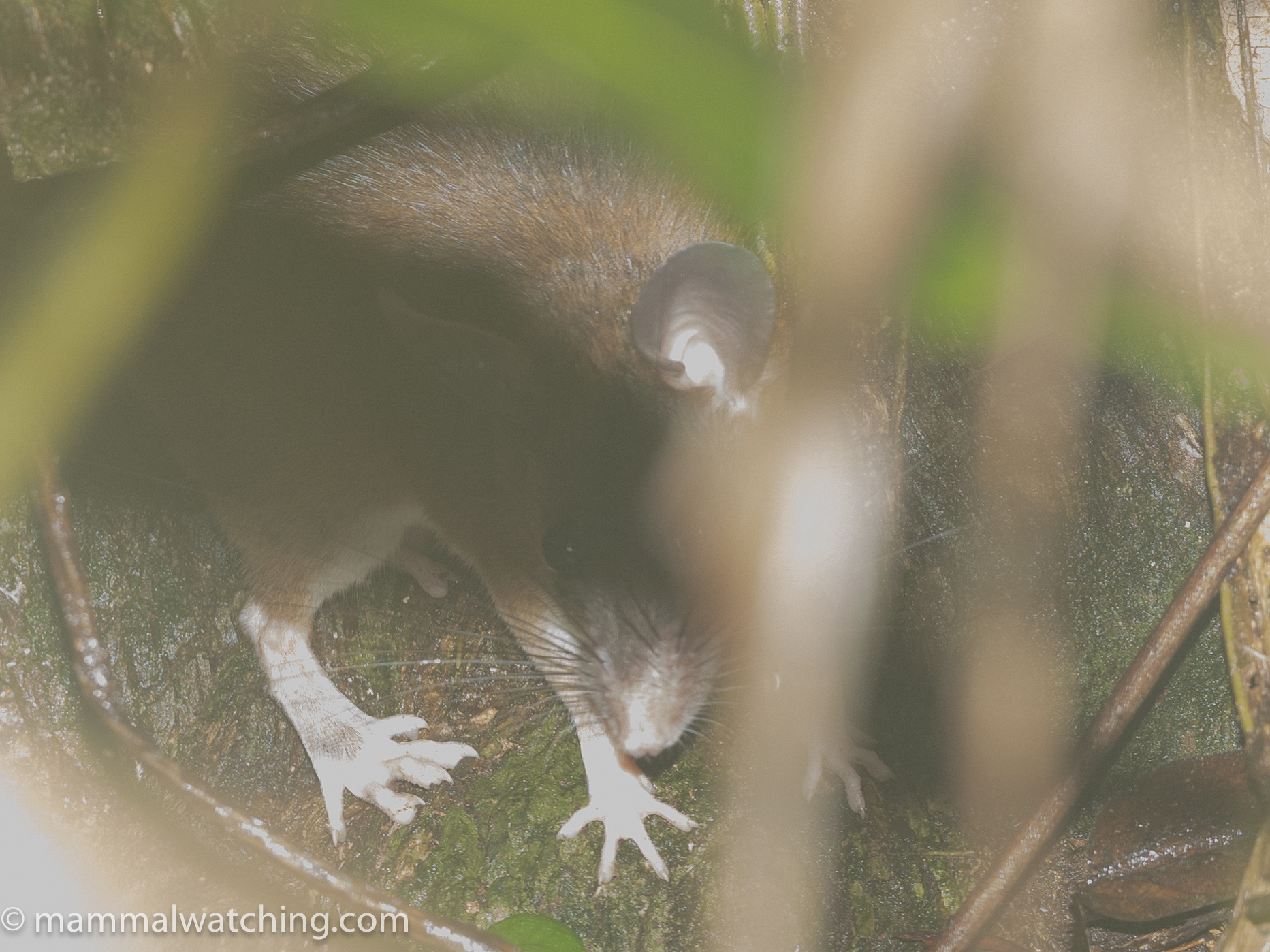A quick dash through Tangkoko Nature Reserve (Sulawesi) and around ...