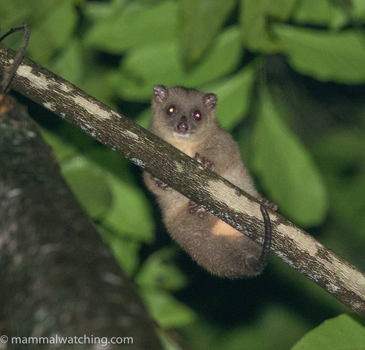 A quick dash through Tangkoko Nature Reserve (Sulawesi) and around ...