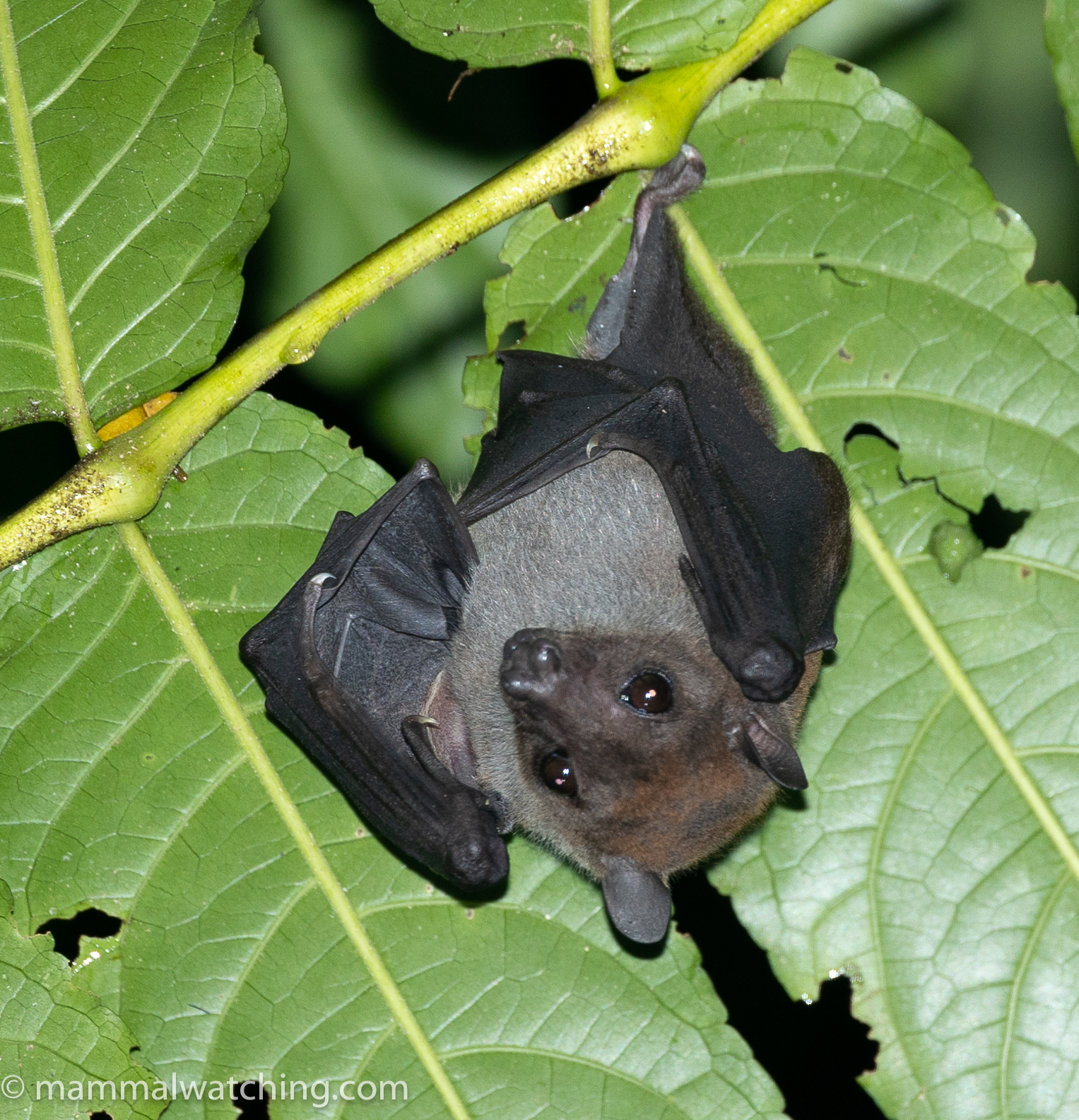 A quick dash through Tangkoko Nature Reserve (Sulawesi) and around ...