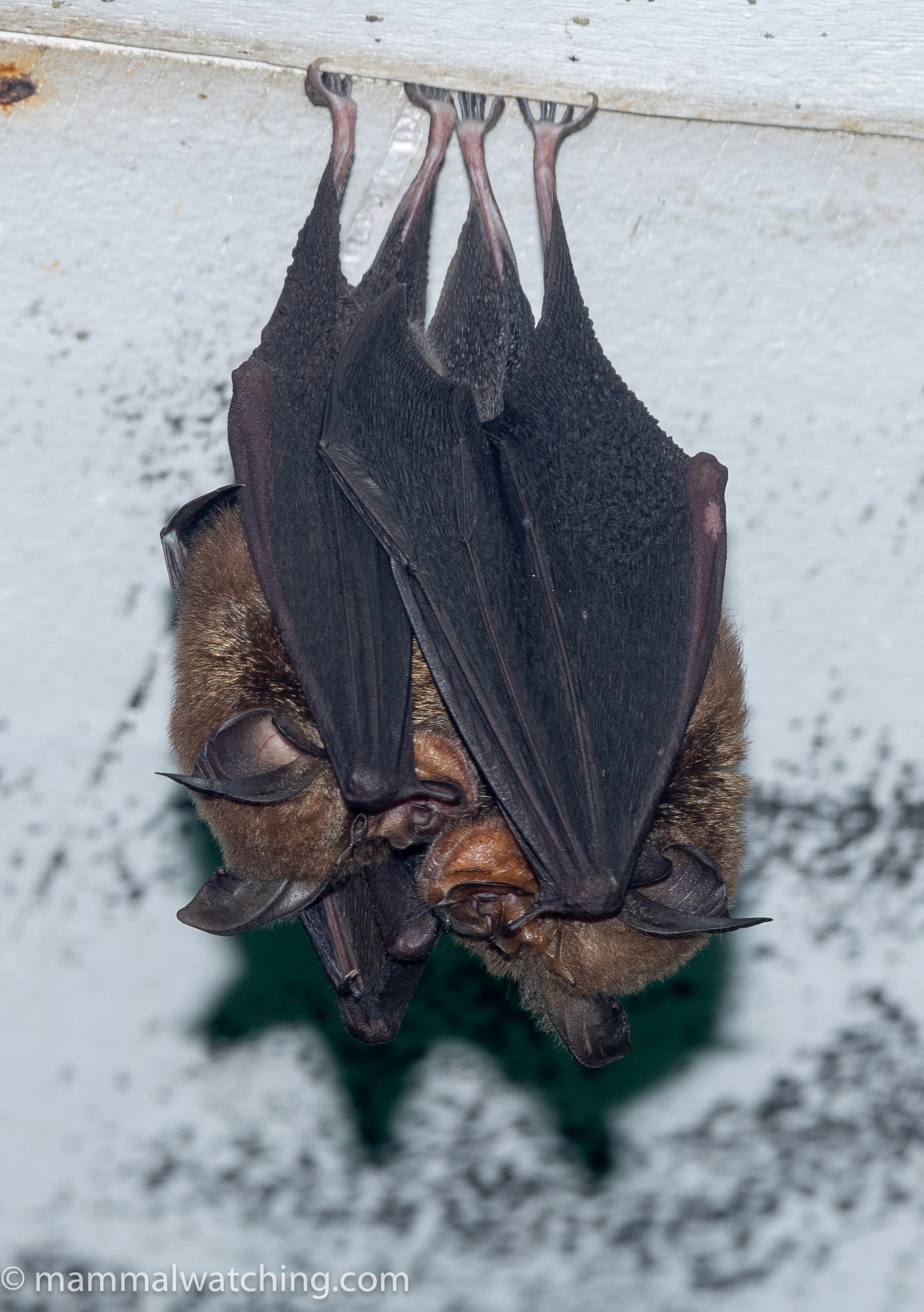 A quick dash through Tangkoko Nature Reserve (Sulawesi) and around ...