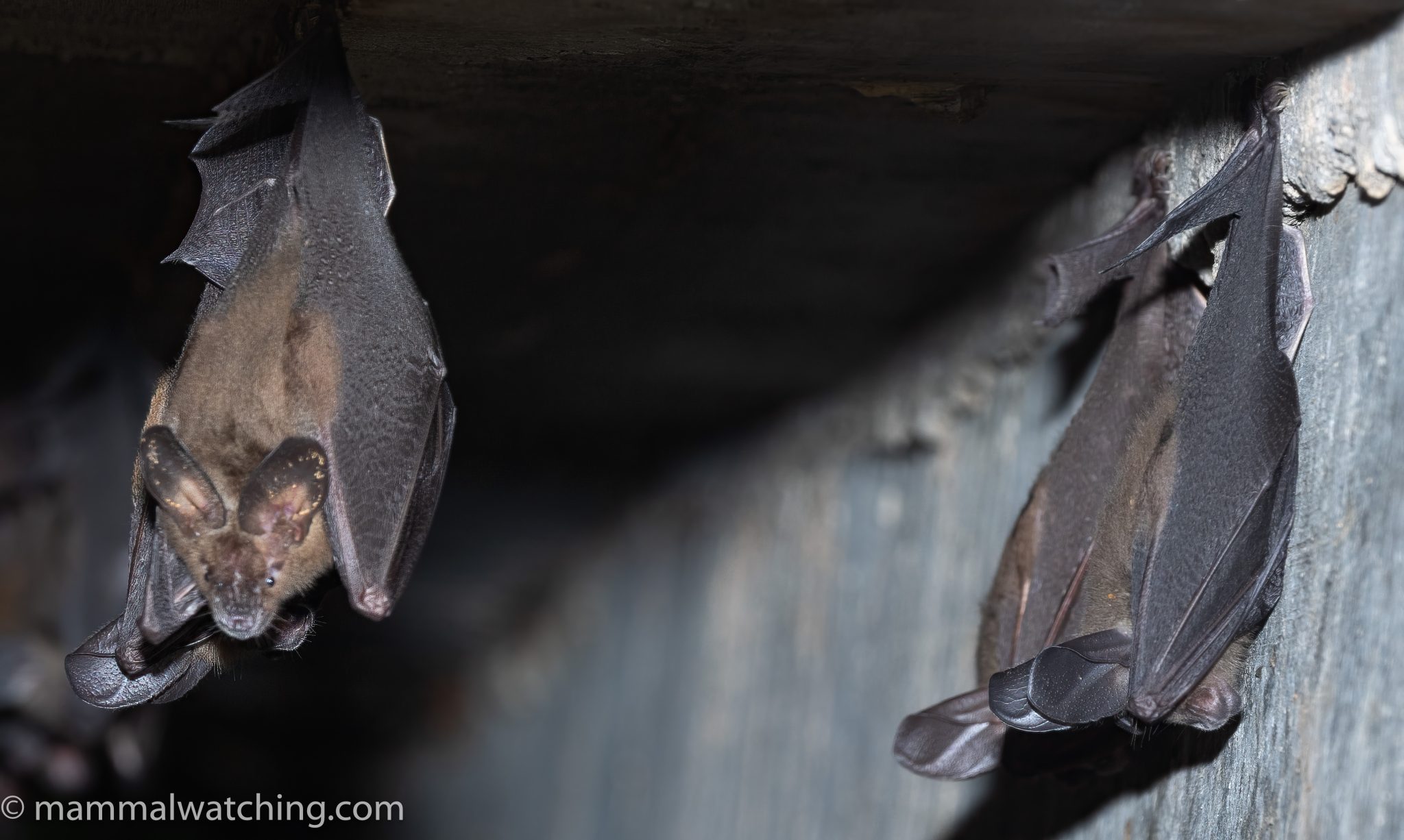 A quick dash through Tangkoko Nature Reserve (Sulawesi) and around ...