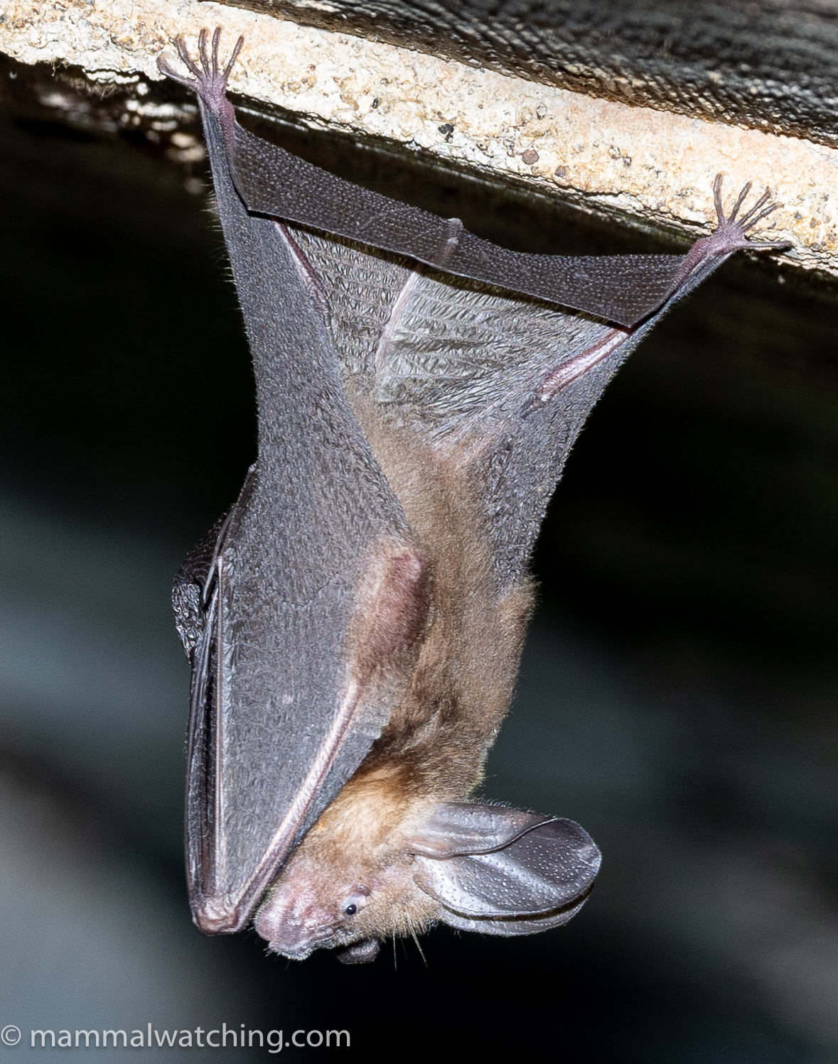 Java and Bali – Mammal Watching