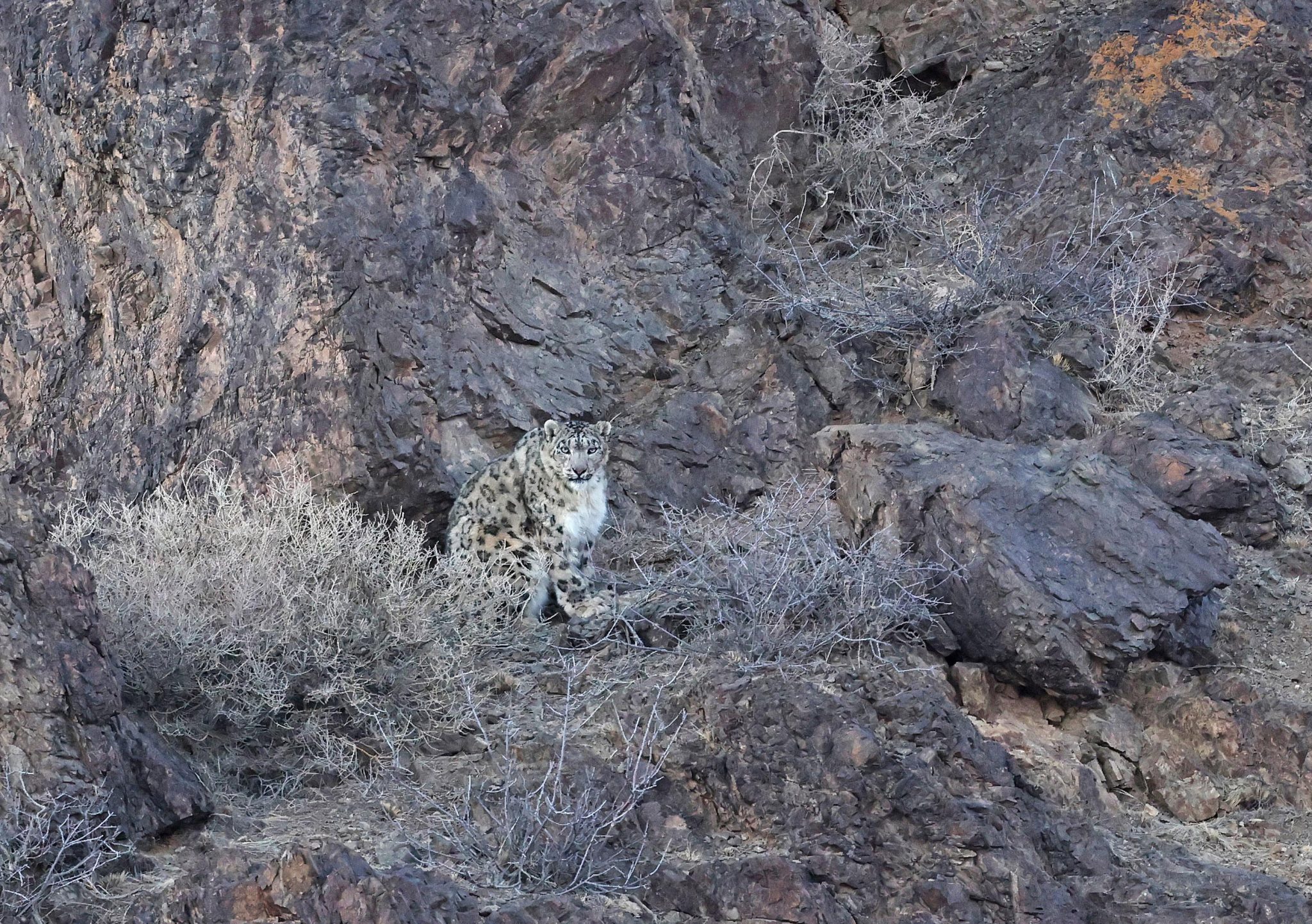 MONGOLIA: Winter Cat Quest! – Mammal Watching