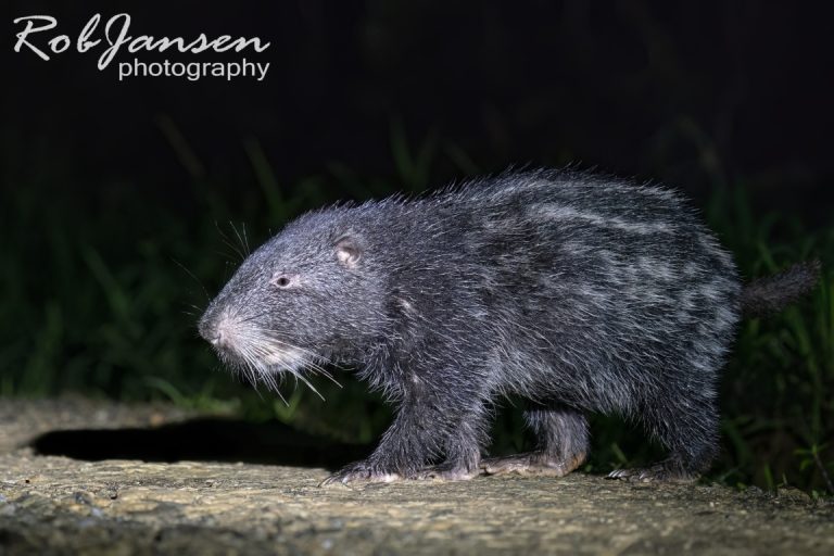It’s a Wild Life! – Pacarana Encounter – Mammal Watching