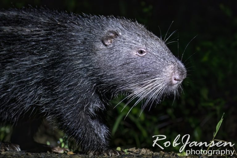 It’s a Wild Life! – Pacarana Encounter – Mammal Watching