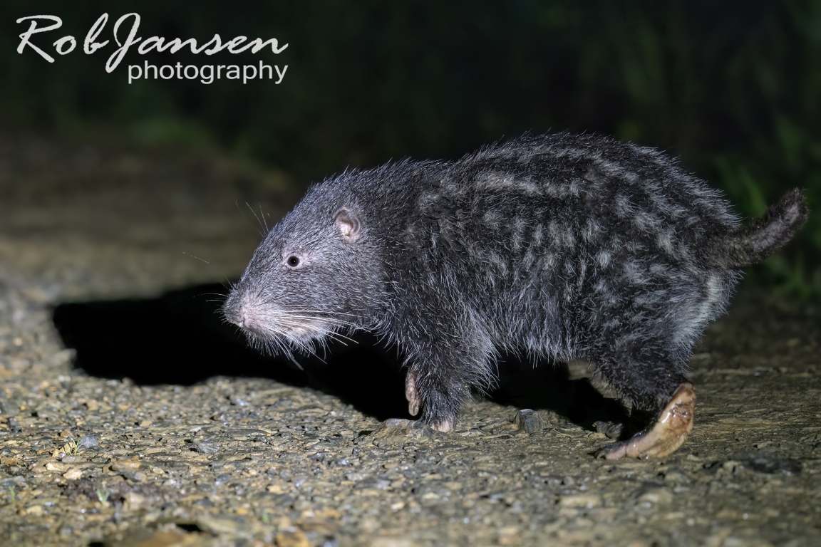 It’s a Wild Life! – Pacarana Encounter – Mammal Watching