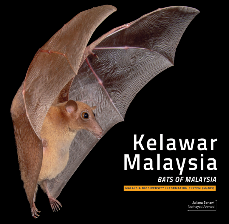 The Bats of Malaysia – a great (free) PDF guide – Mammal Watching