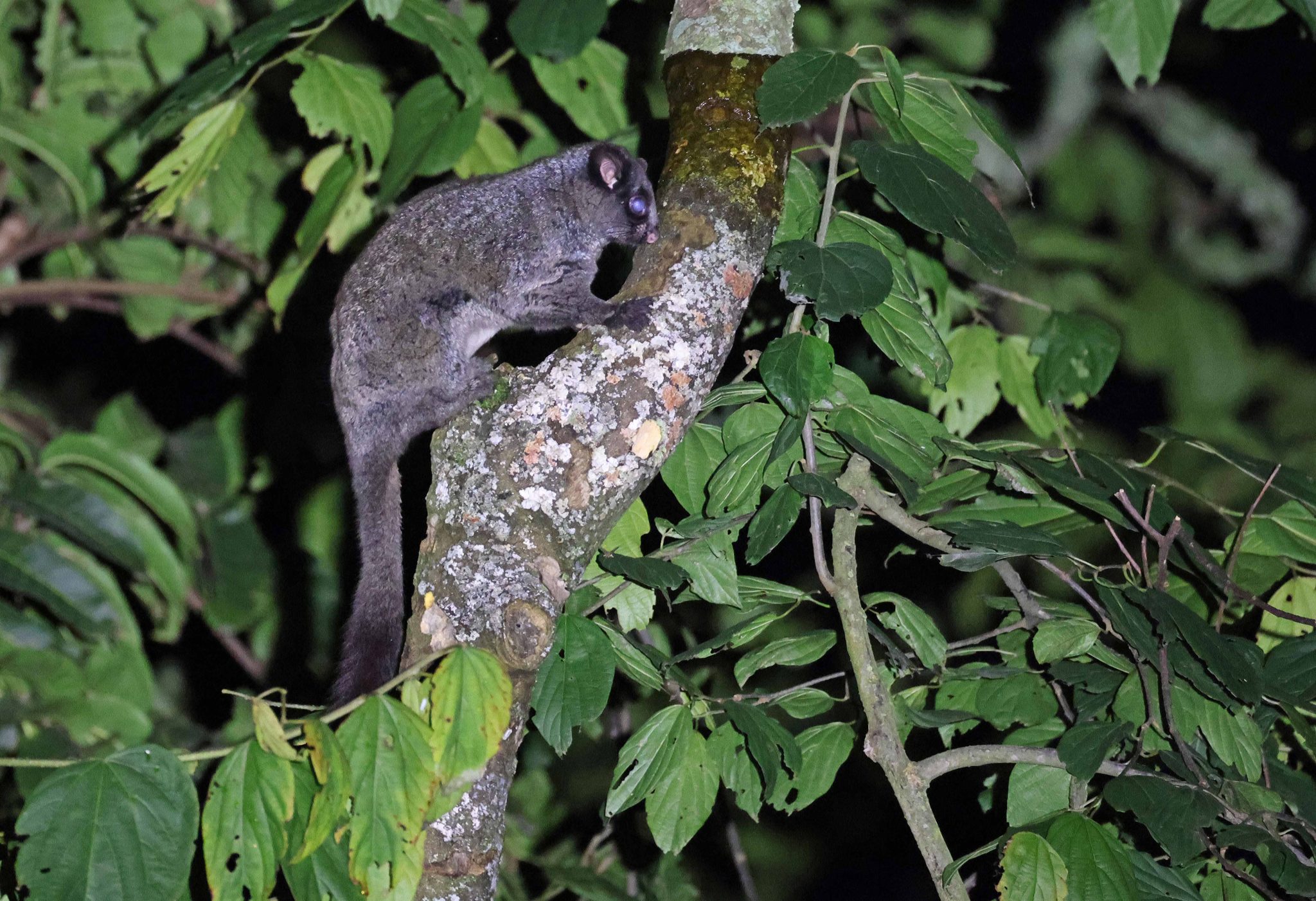 UGANDA: African Golden Cat Quest Take 2 – Mammal Watching