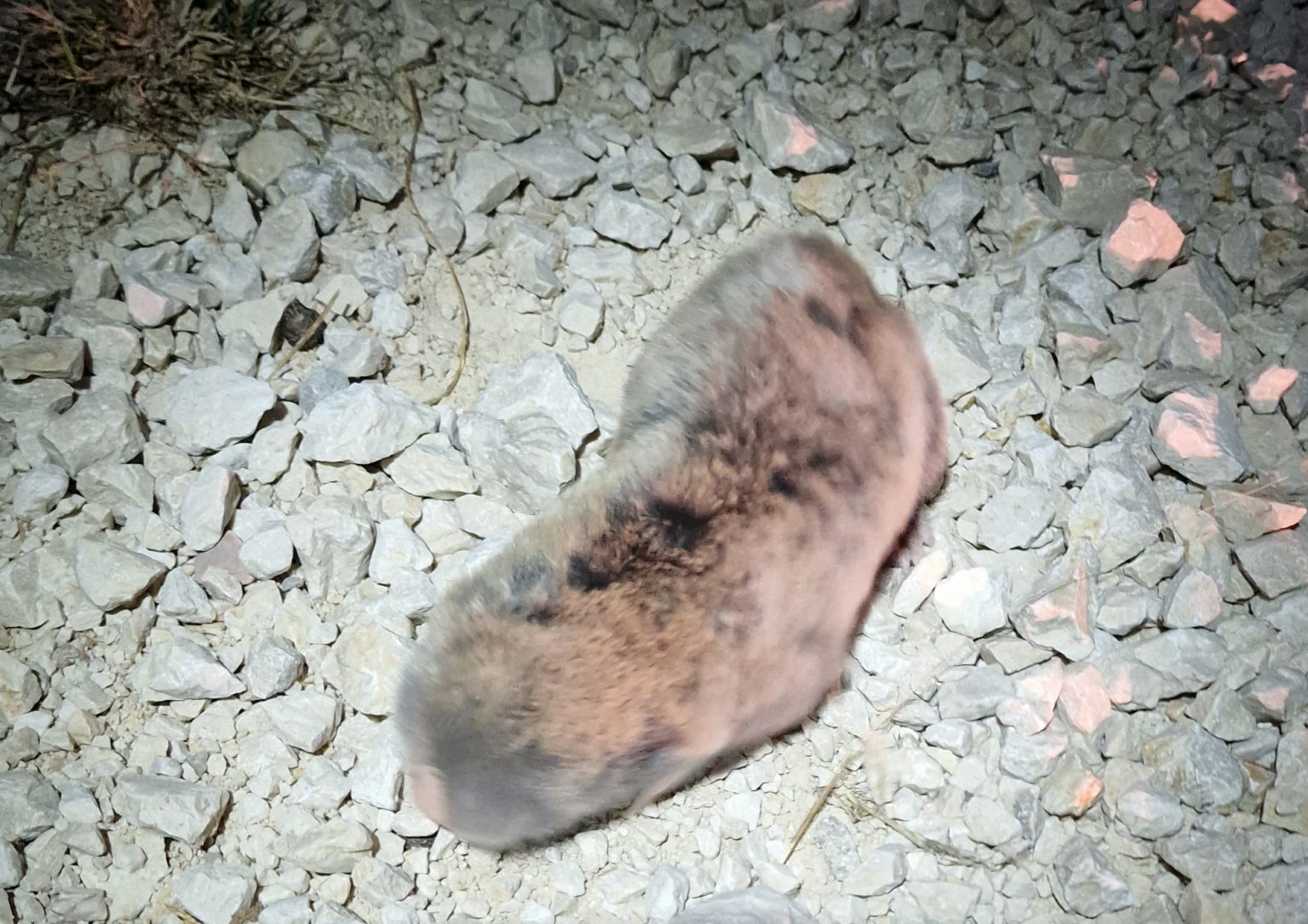 Montenegro – July 2022 – Mammal Watching