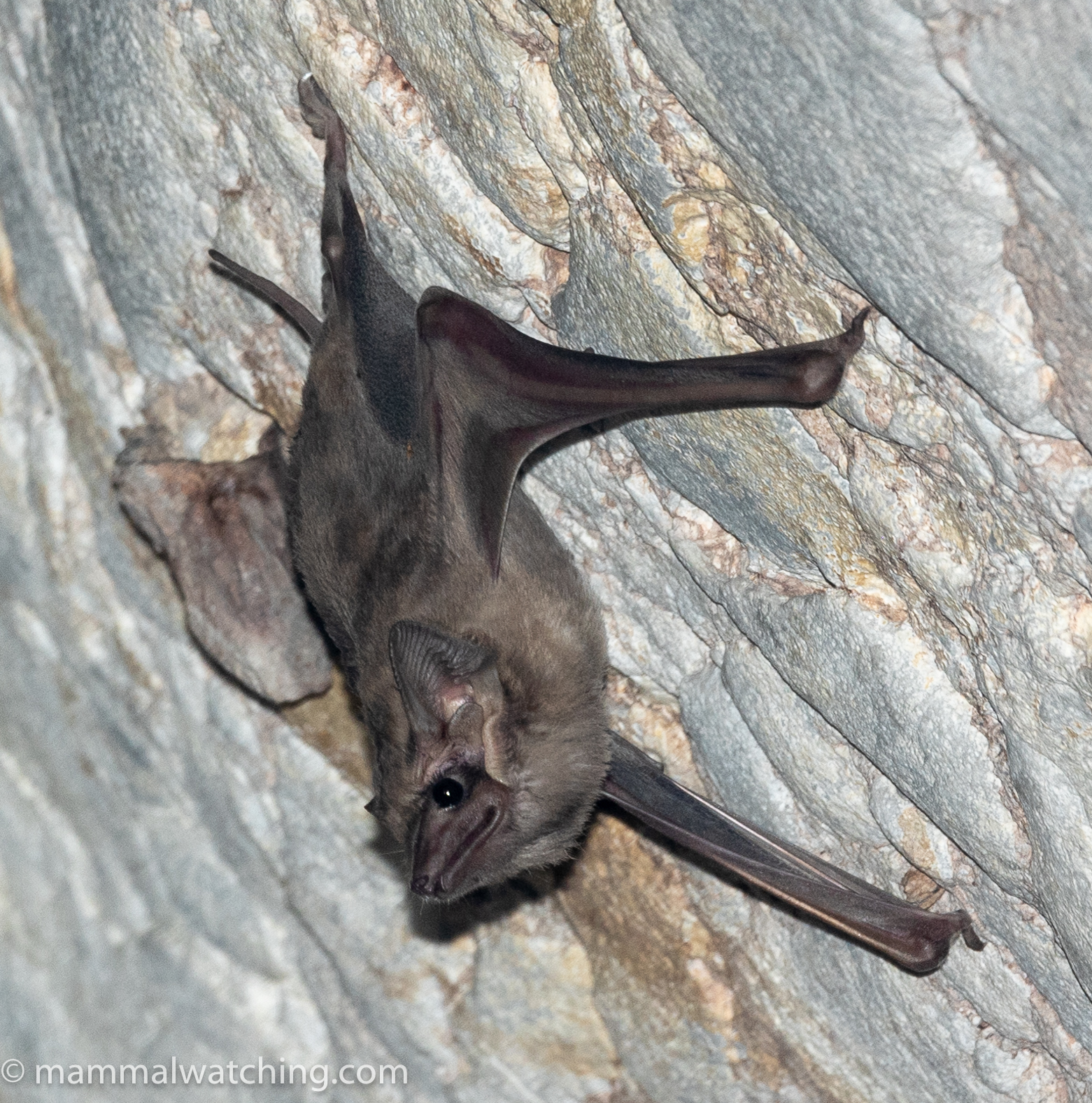 Batting in Kaeng Krachan and Khao Yai National Parks (Thailand ...