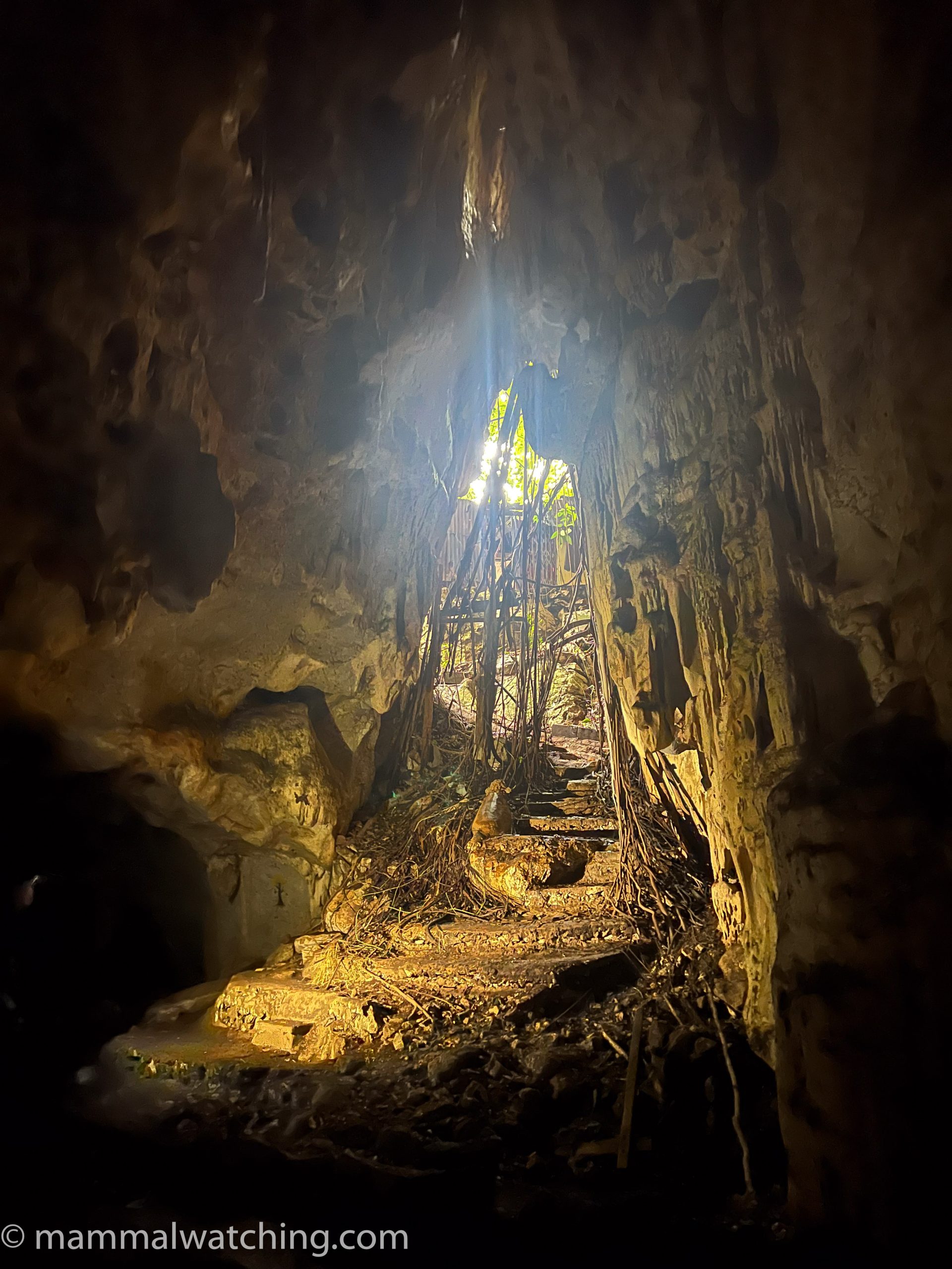 Batting in Kaeng Krachan and Khao Yai National Parks (Thailand ...