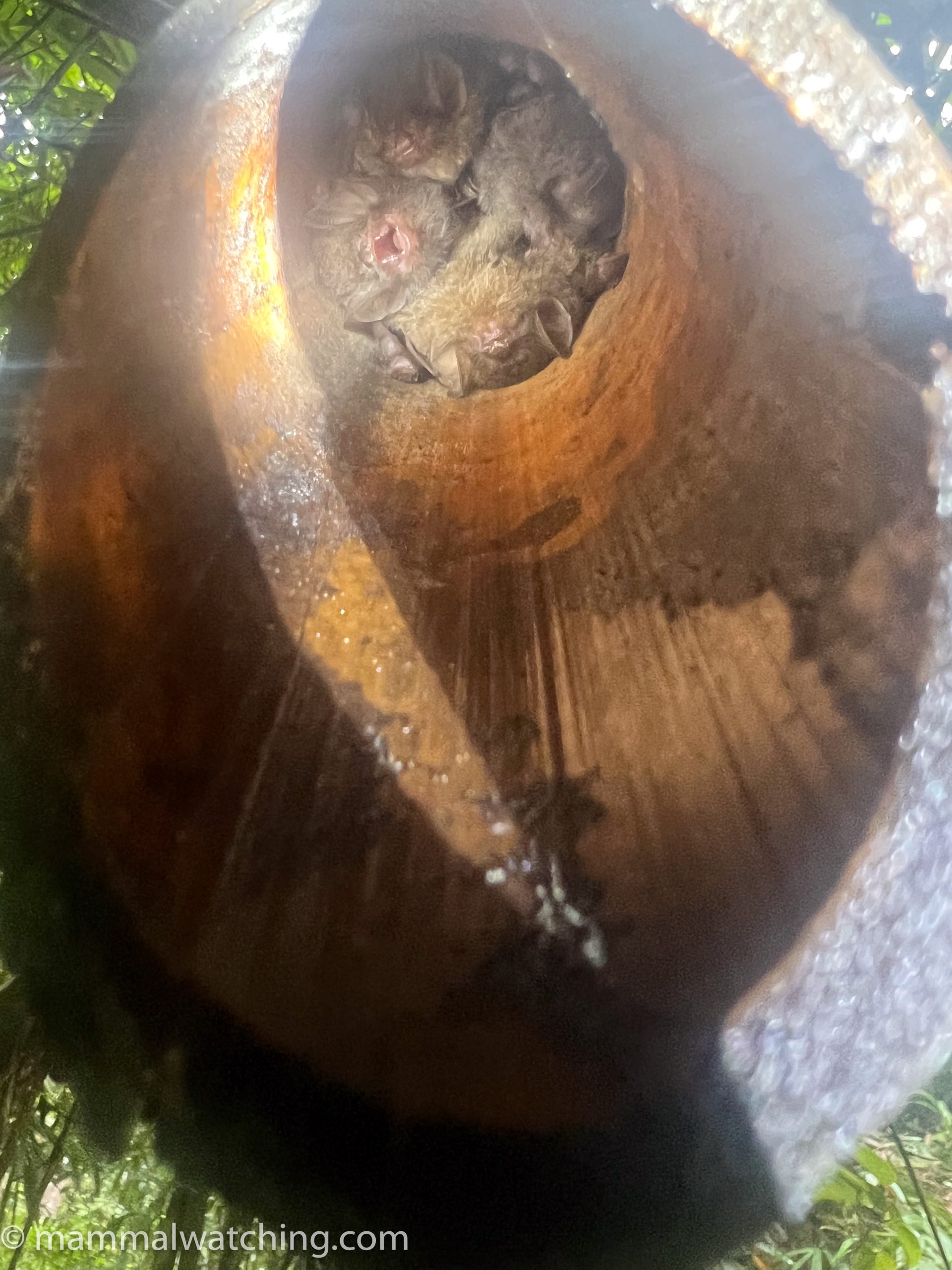 Batting in Kaeng Krachan and Khao Yai National Parks (Thailand ...