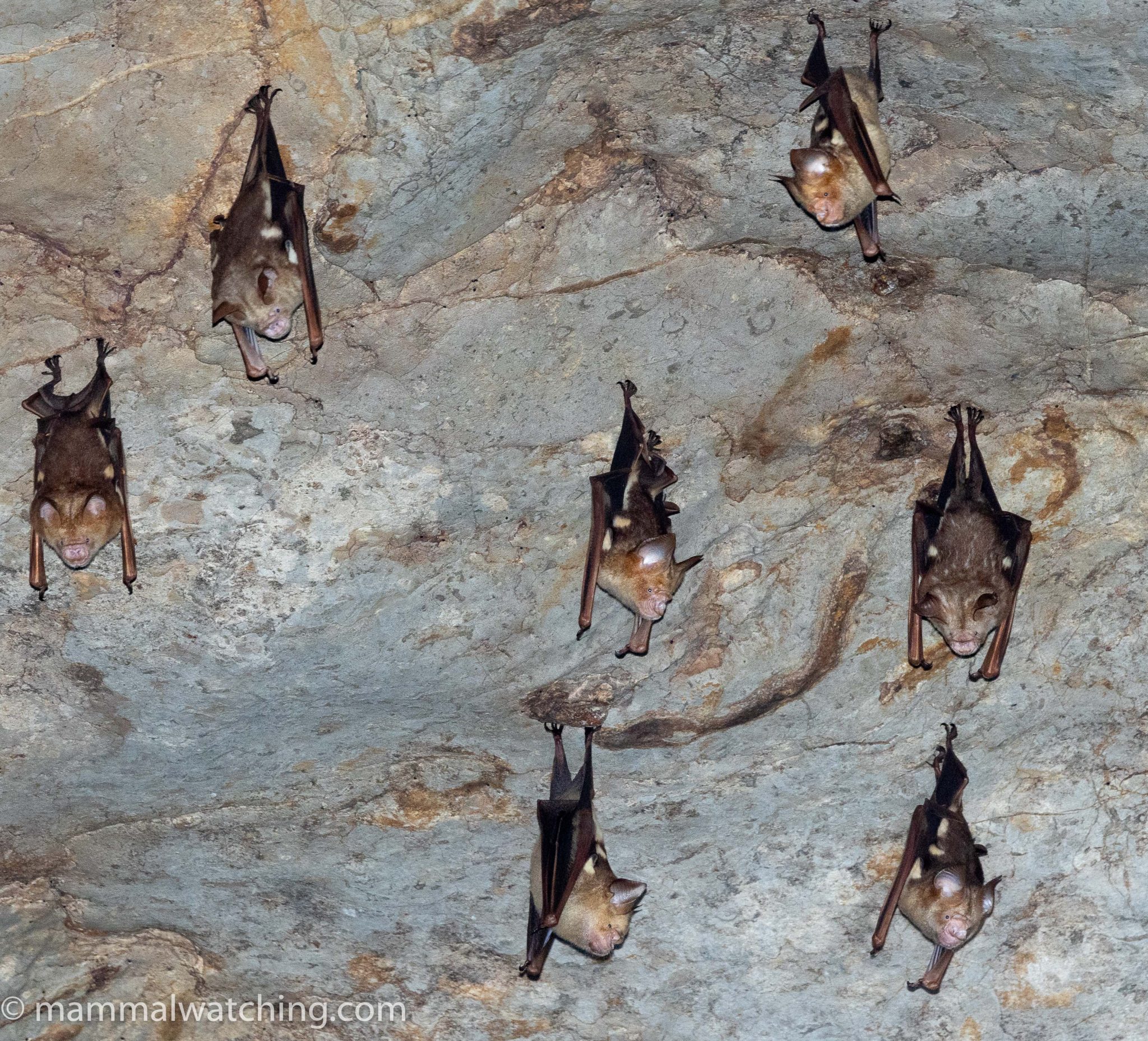 Kota Gelanggi Caves, Peninsular Malaysia, October 2023 – Mammal Watching