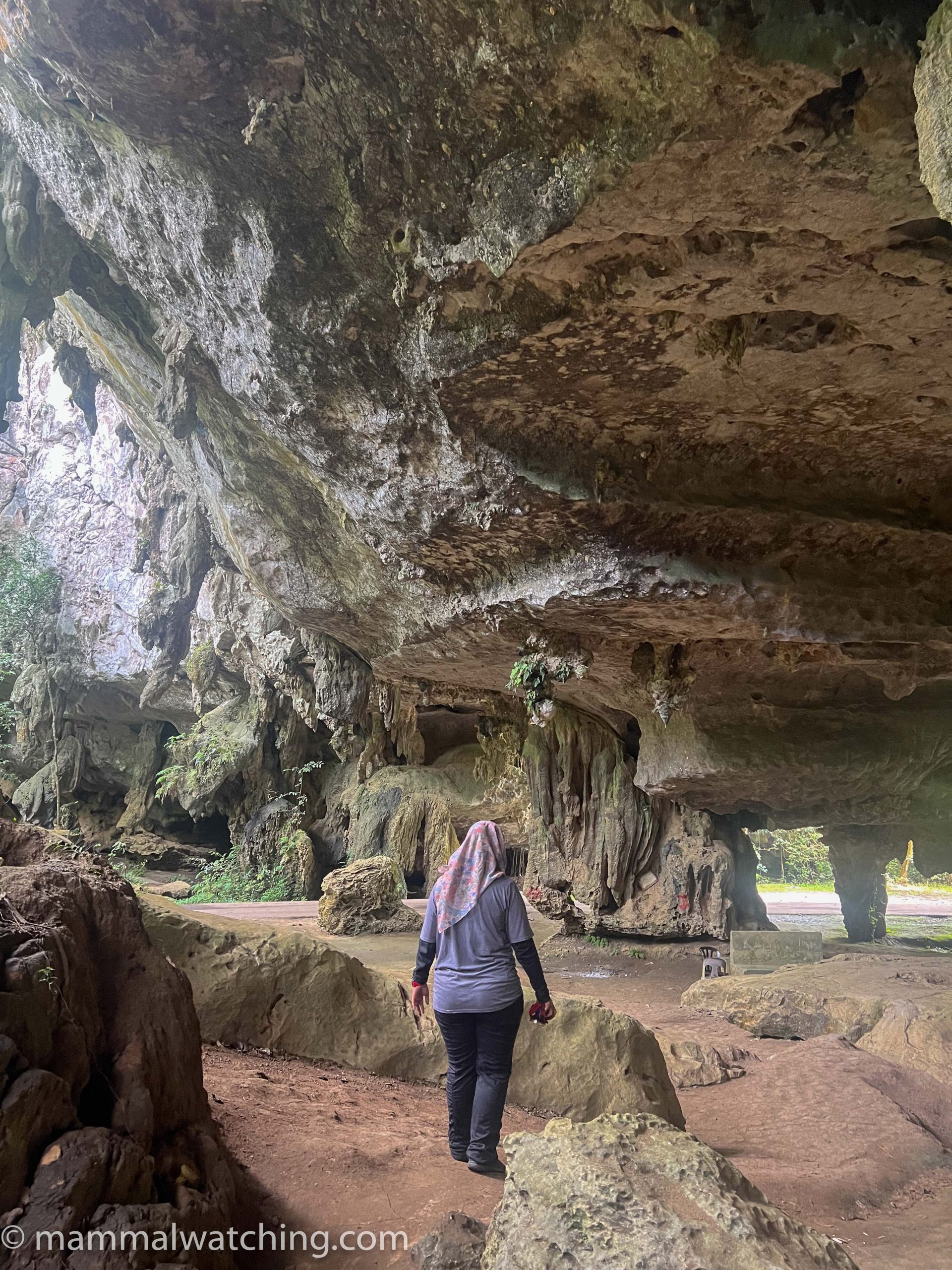 Kota Gelanggi Caves, Peninsular Malaysia, October 2023 – Mammal Watching