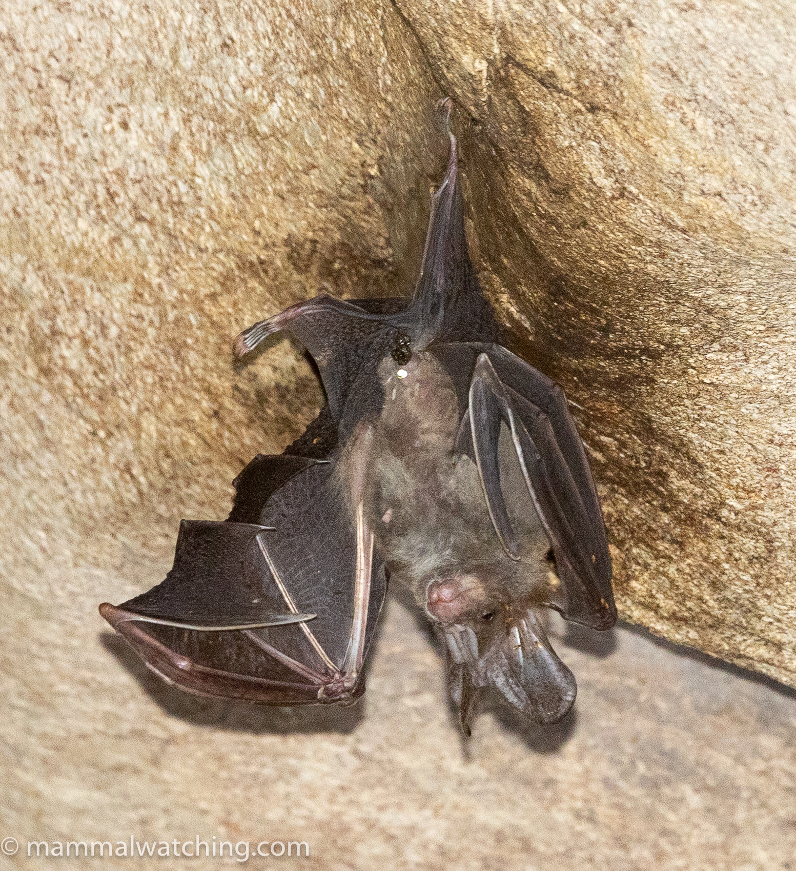 Kota Gelanggi Caves, Peninsular Malaysia, October 2023 – Mammal Watching