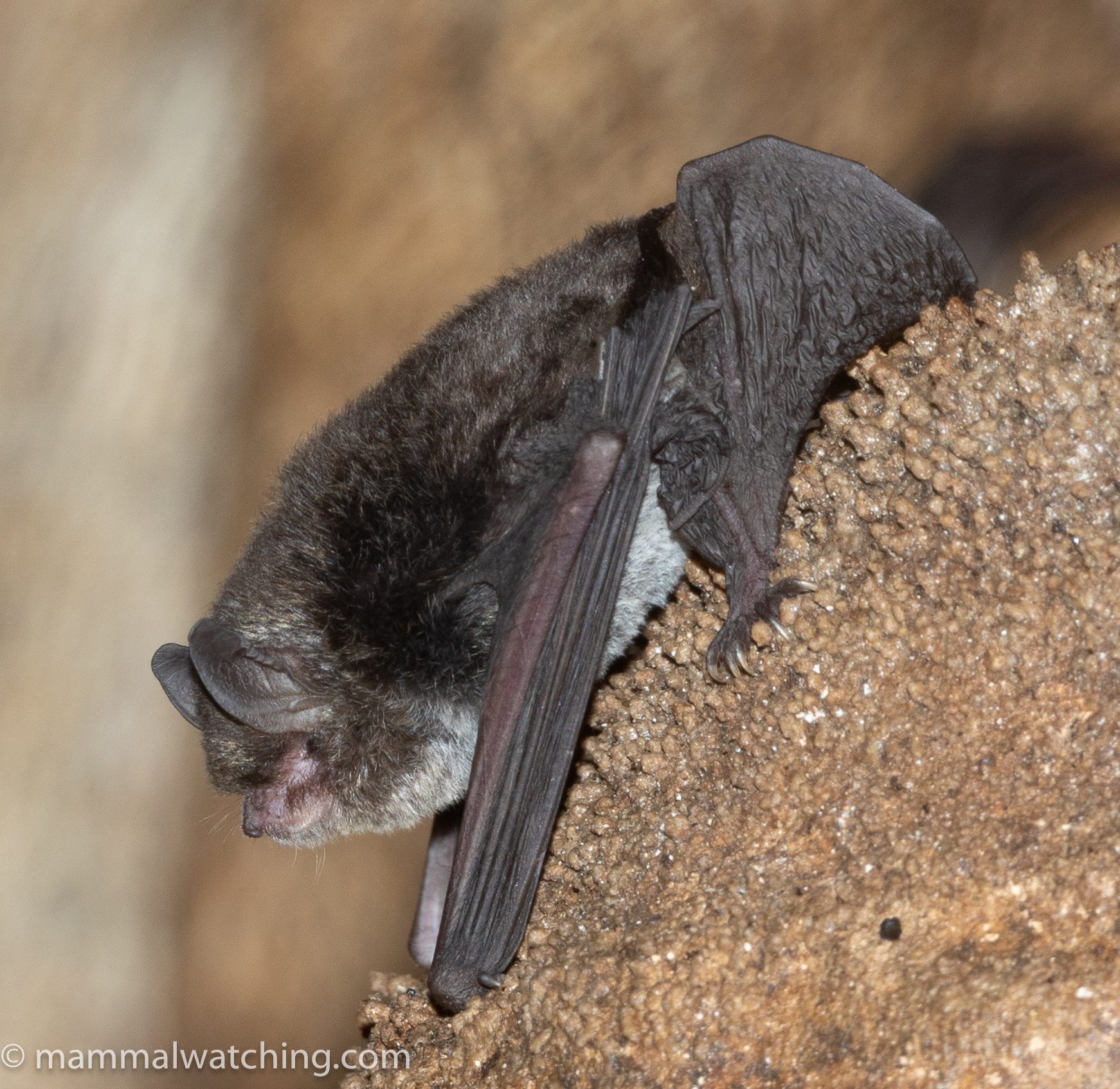 Batting in Kaeng Krachan and Khao Yai National Parks (Thailand ...