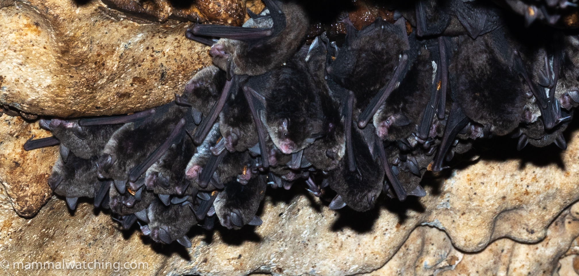 Batting in Kaeng Krachan and Khao Yai National Parks (Thailand ...