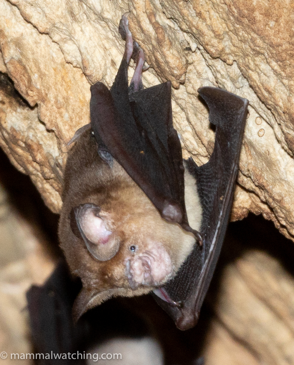 Batting in Kaeng Krachan and Khao Yai National Parks (Thailand ...
