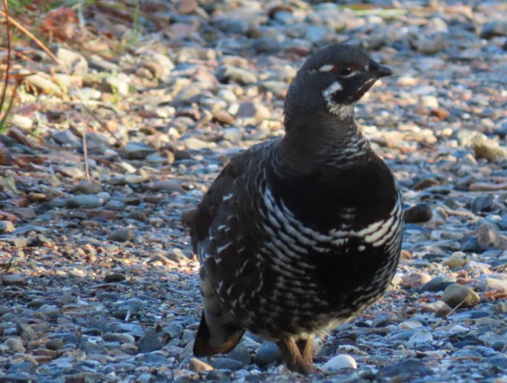 Quebec: Gaspesie National Park and Forillon National Park – Mammal Watching