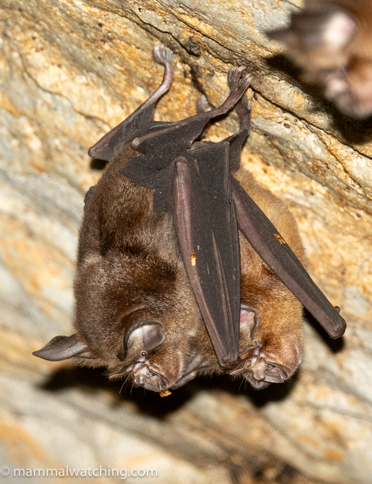 Kota Gelanggi Caves, Peninsular Malaysia, October 2023 – Mammal Watching