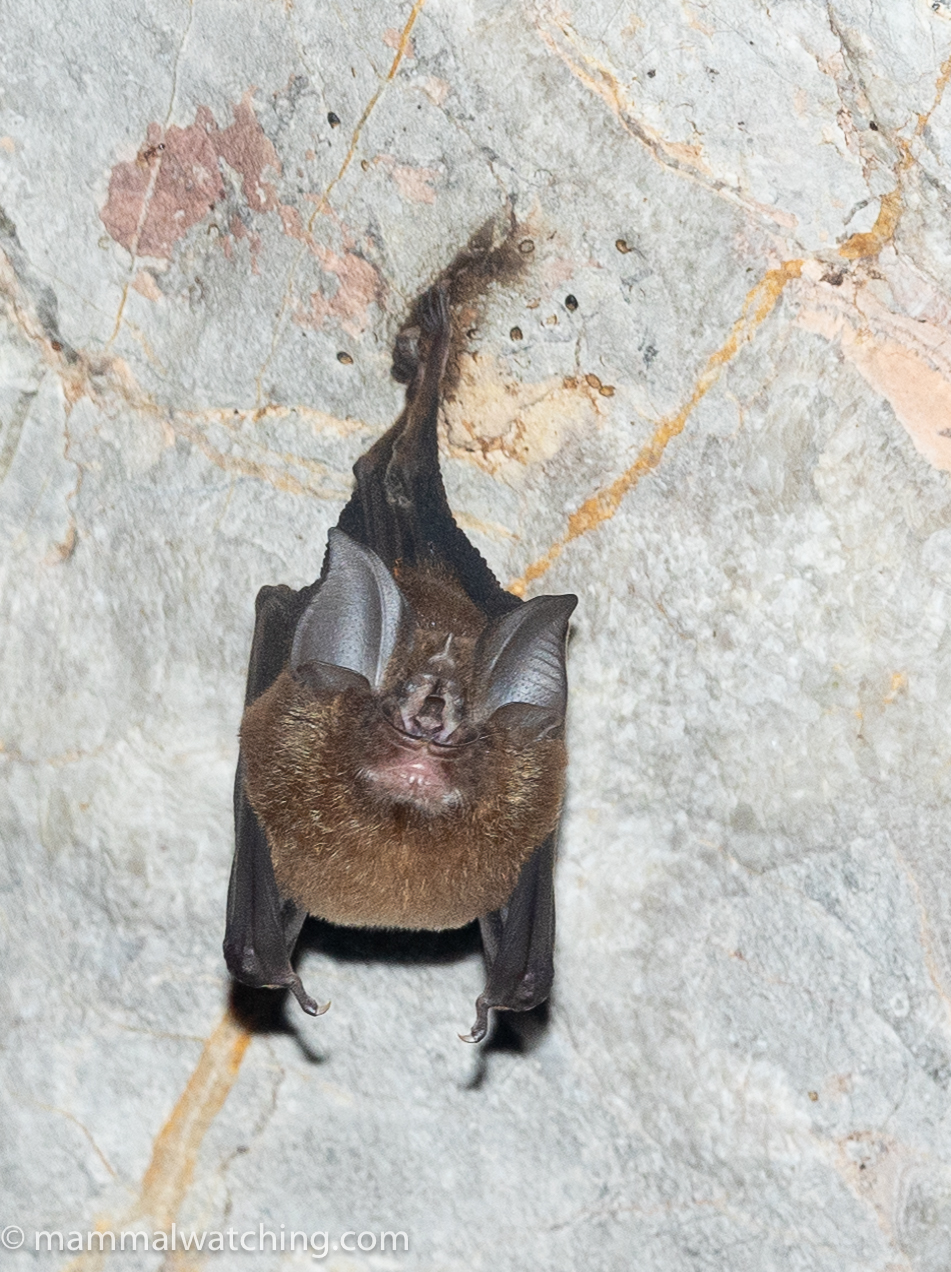 Kota Gelanggi Caves, Peninsular Malaysia, October 2023 – Mammal Watching