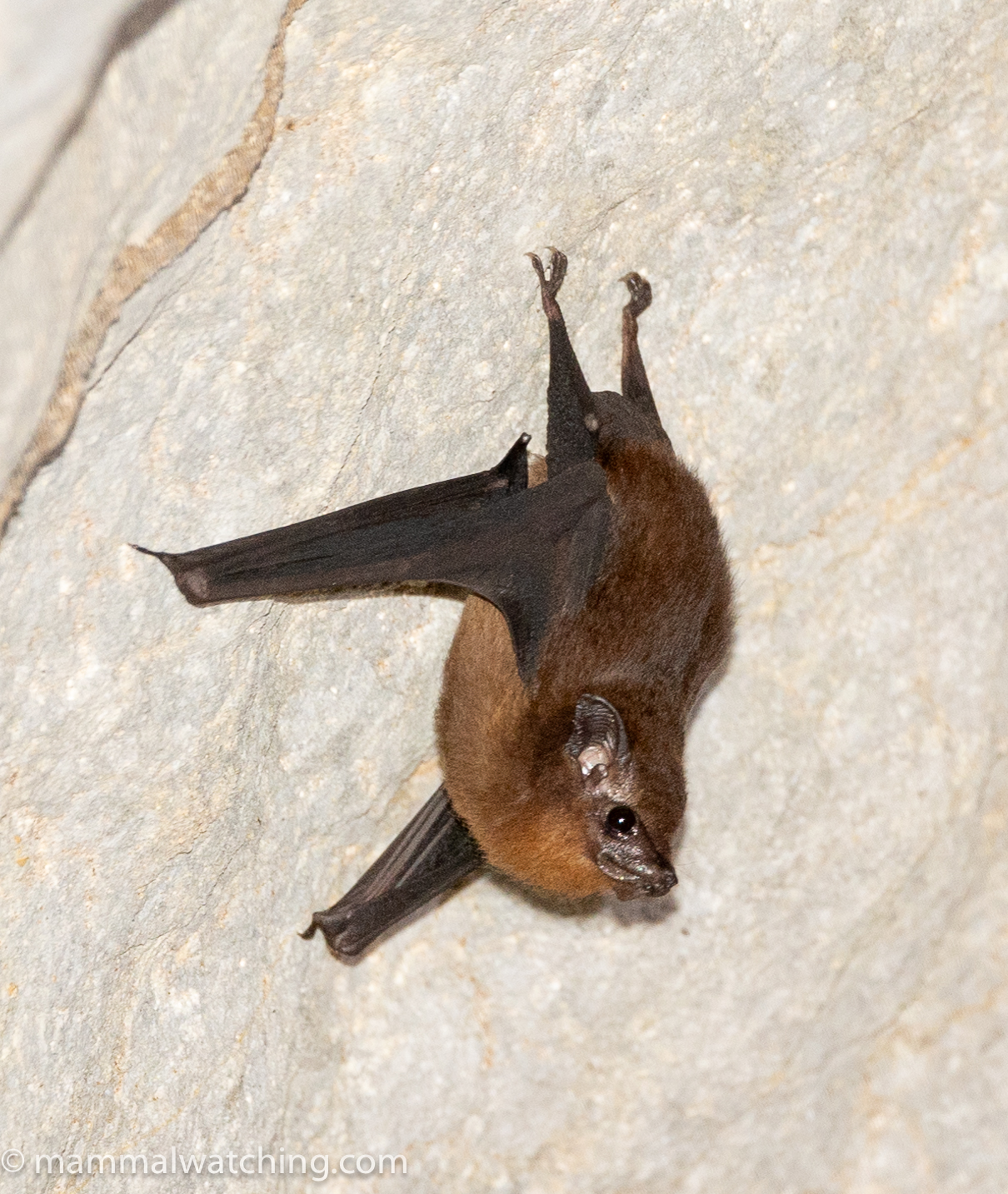 Kota Gelanggi Caves, Peninsular Malaysia, October 2023 – Mammal Watching