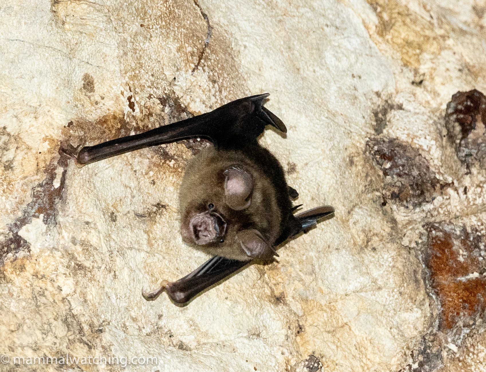 Kota Gelanggi Caves, Peninsular Malaysia, October 2023 – Mammal Watching
