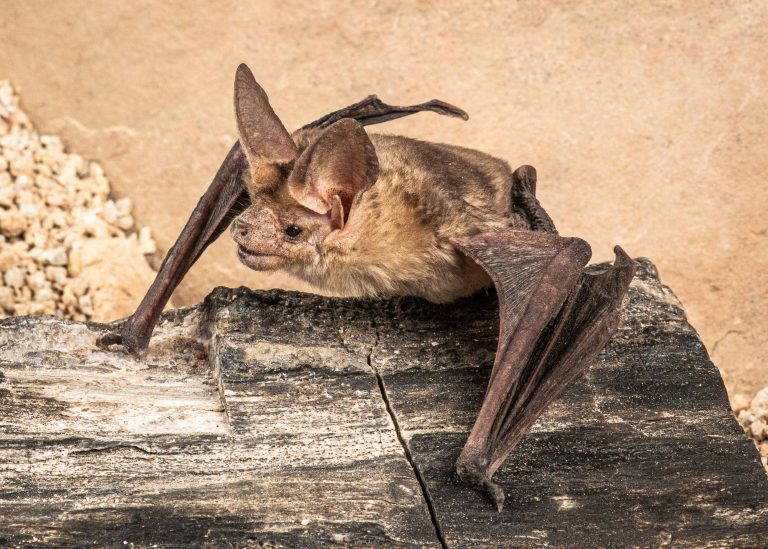 California State Bat – Mammal Watching